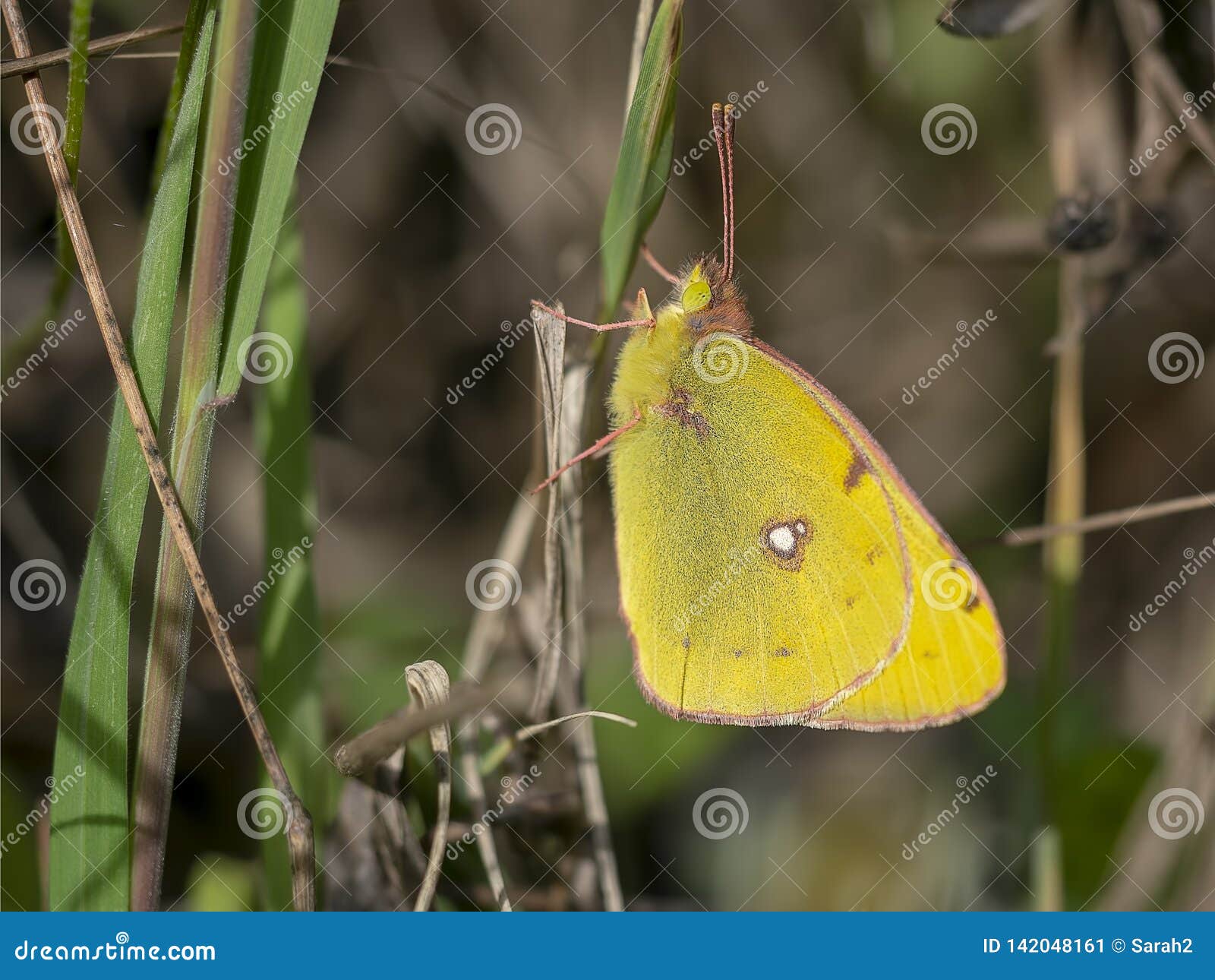 Colias Croceus, Clouded Yellow Butterfly Stock Image - Image of closeup ...
