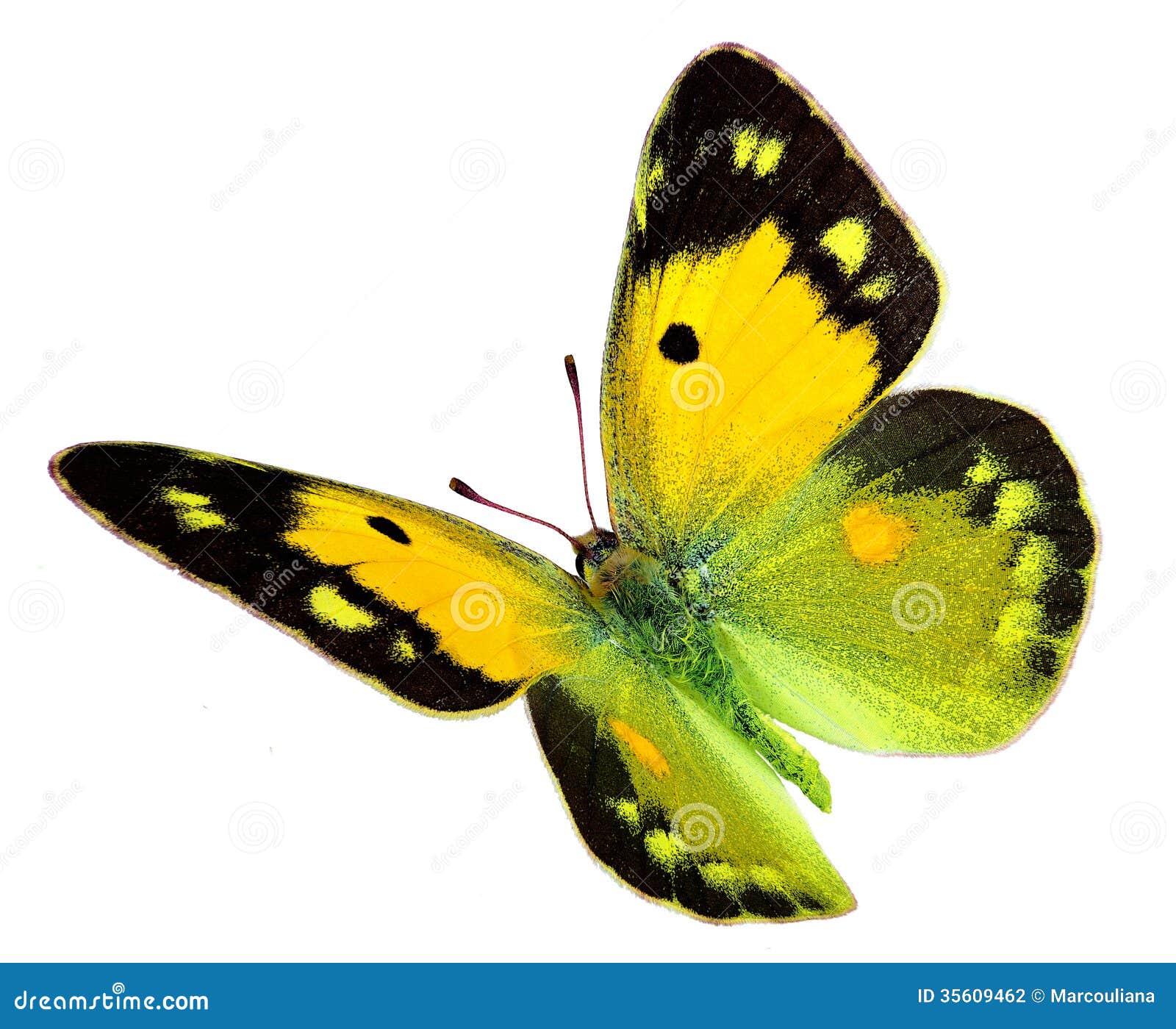 Colias croceus in flight stock photo. Image of glide - 35609462