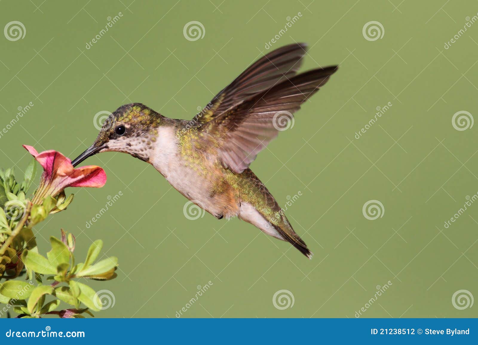Colibrì Rubino-throated Giovanile Fotografia Stock - Immagine di ...