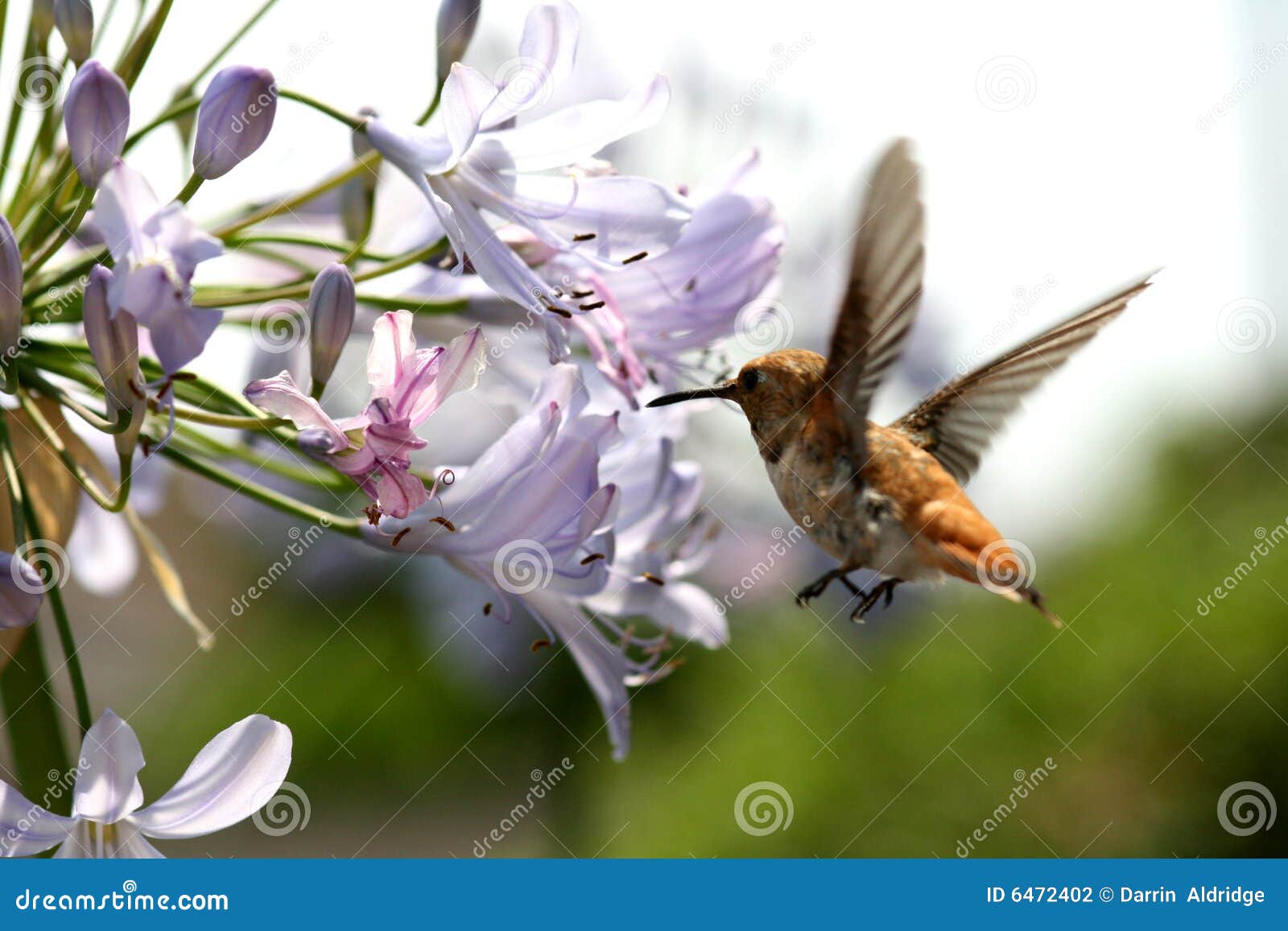 Colibrí con la flor foto de archivo. Imagen de hermoso - 6472402