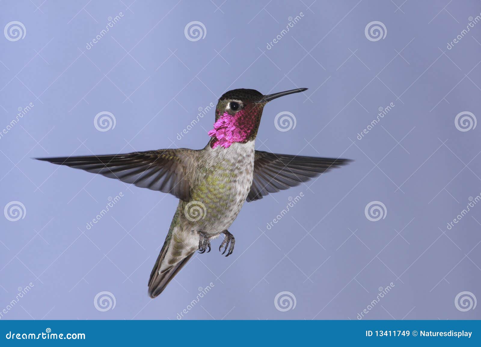 Colibrí de Ana imagen de archivo. Imagen de cubo, horizontal - 13411749