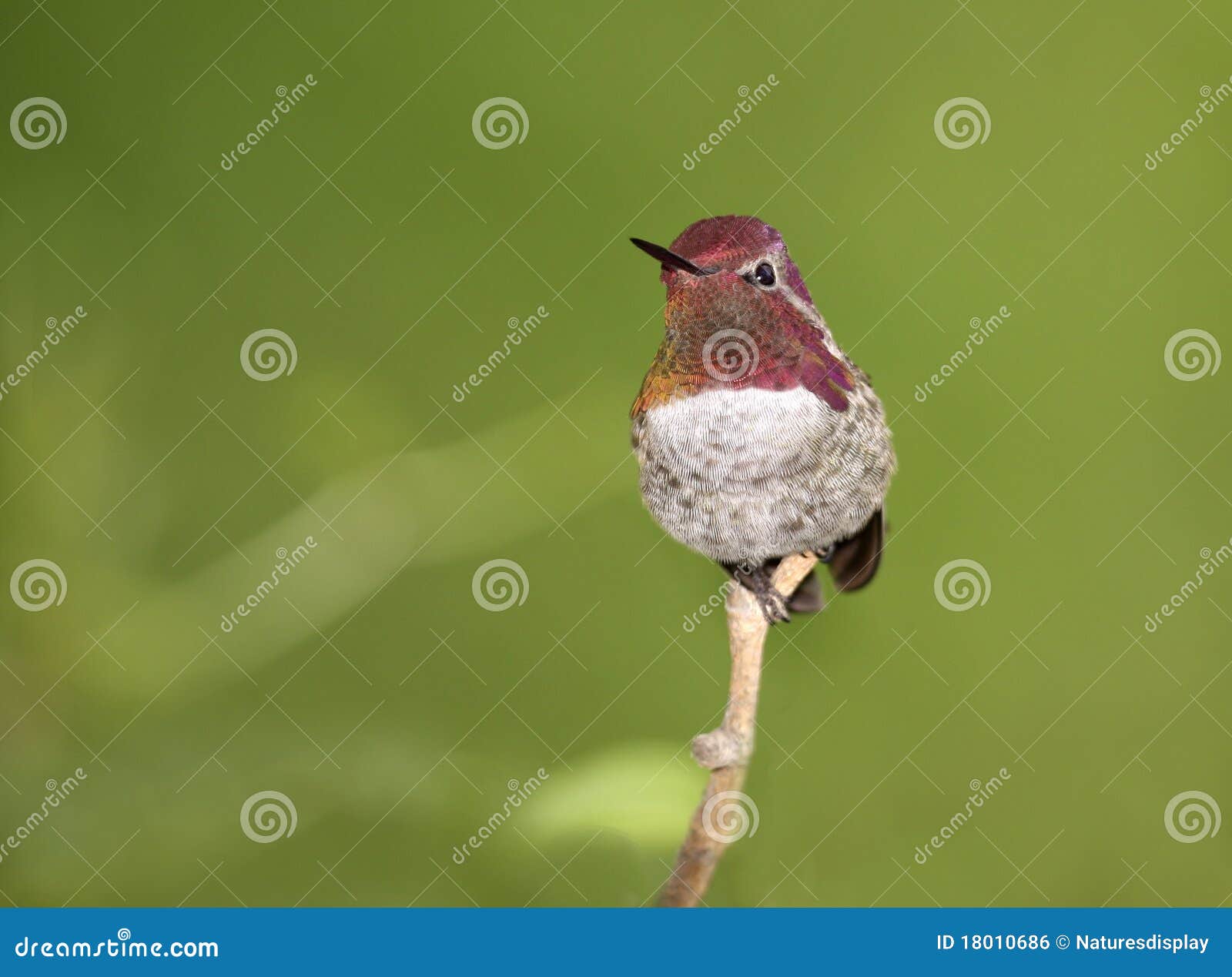 Colibrí de Ana foto de archivo. Imagen de horizontal - 18010686