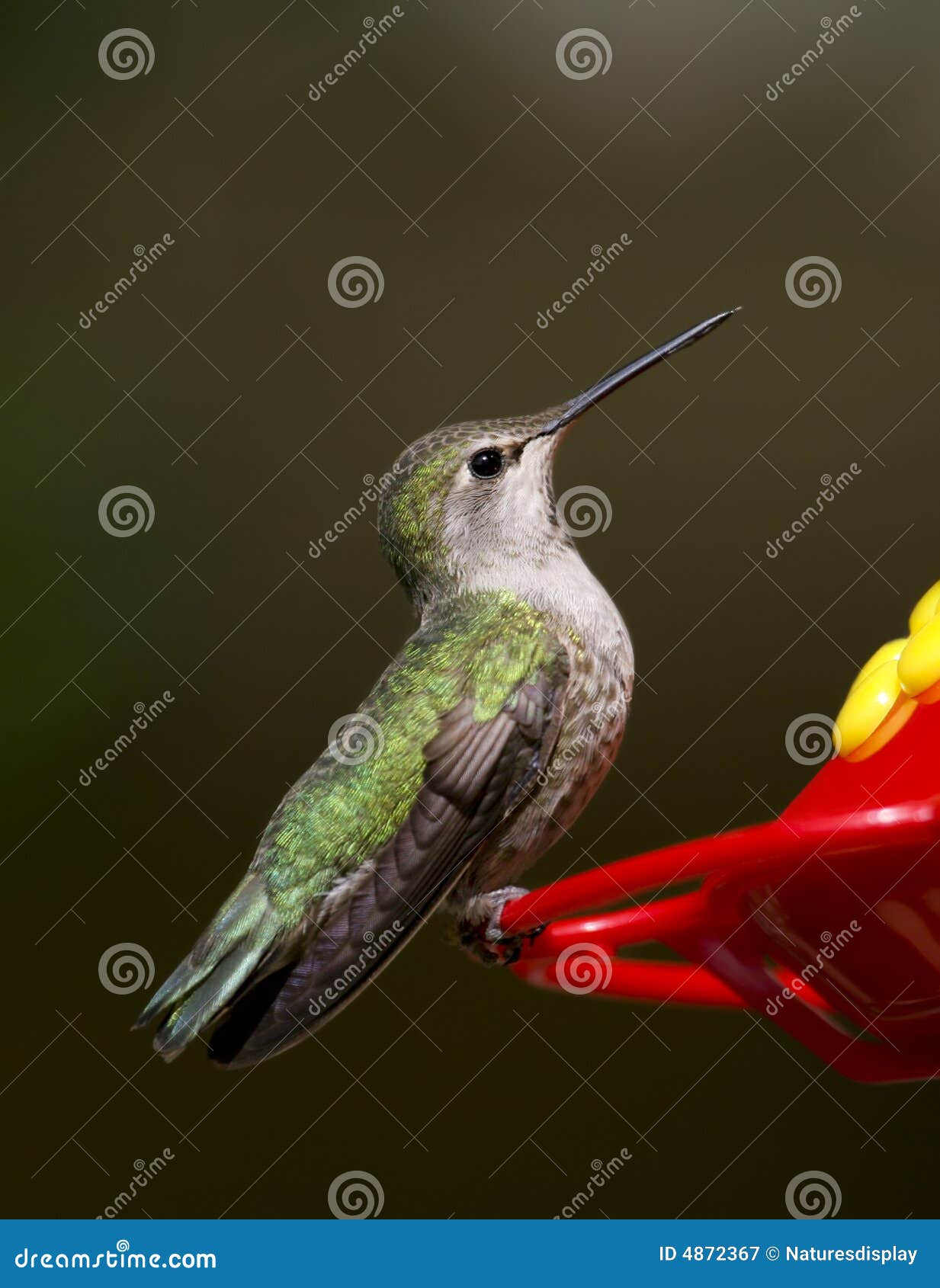 Colibrí de Ana imagen de archivo. Imagen de perfilando - 4872367