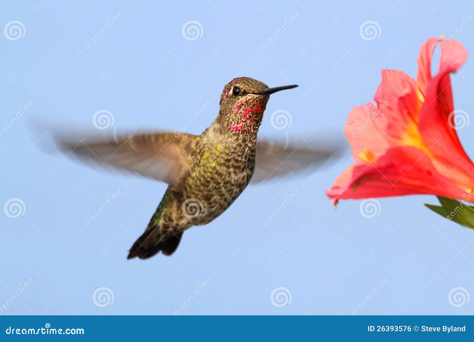 Colibrí De Annas (Calypte Ana) Foto de archivo - Imagen de plumas ...
