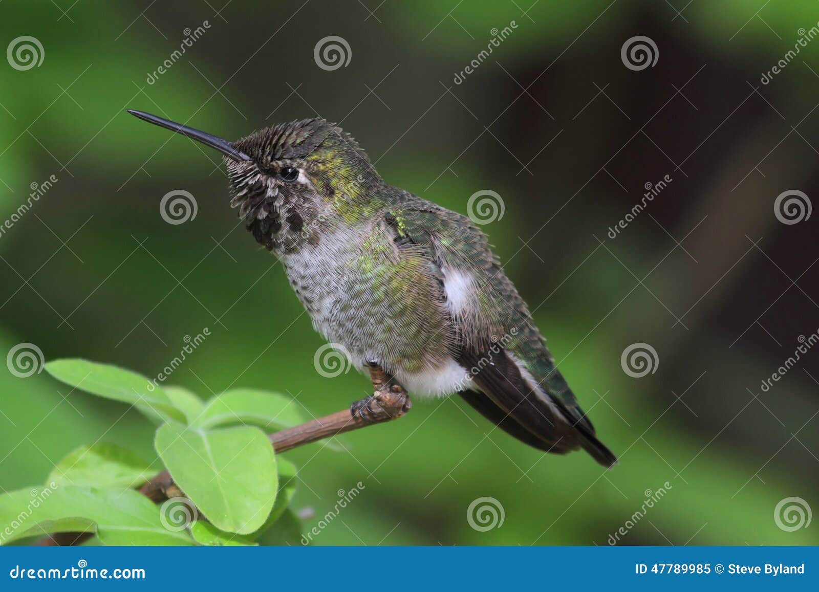 Colibrí De Annas (Calypte Ana) Imagen de archivo - Imagen de animal ...