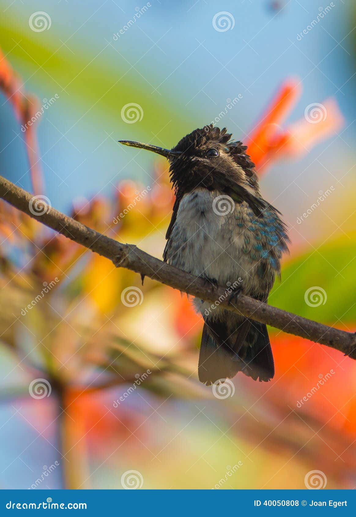 Colibrí de la abeja foto de archivo. Imagen de fauna - 40050808