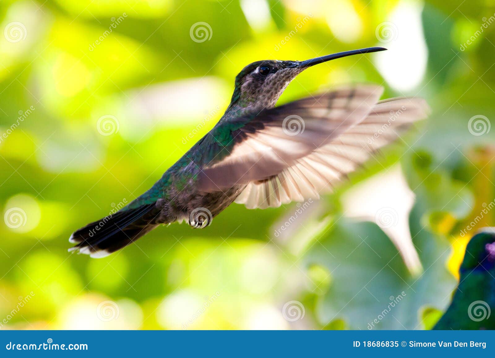 Colibrí en vuelo imagen de archivo. Imagen de cubo, vuelo - 18686835
