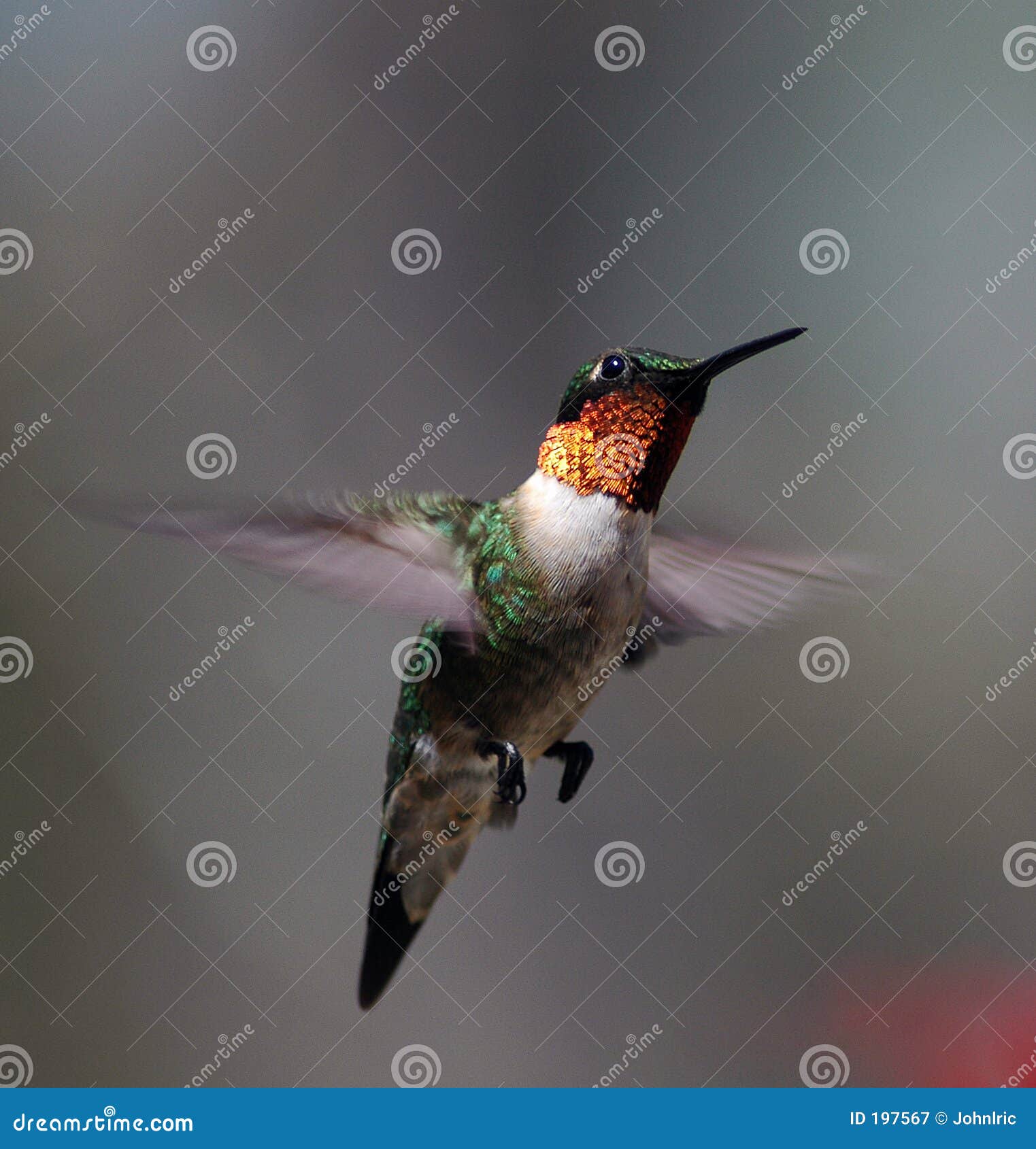 Colibrí en vuelo imagen de archivo. Imagen de tarareo, pico - 197567