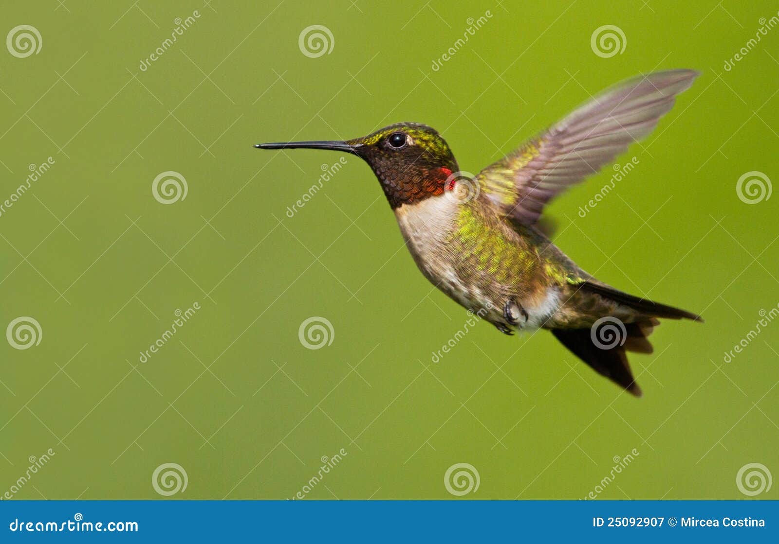 Colibrí en vuelo imagen de archivo. Imagen de velocidad - 25092907