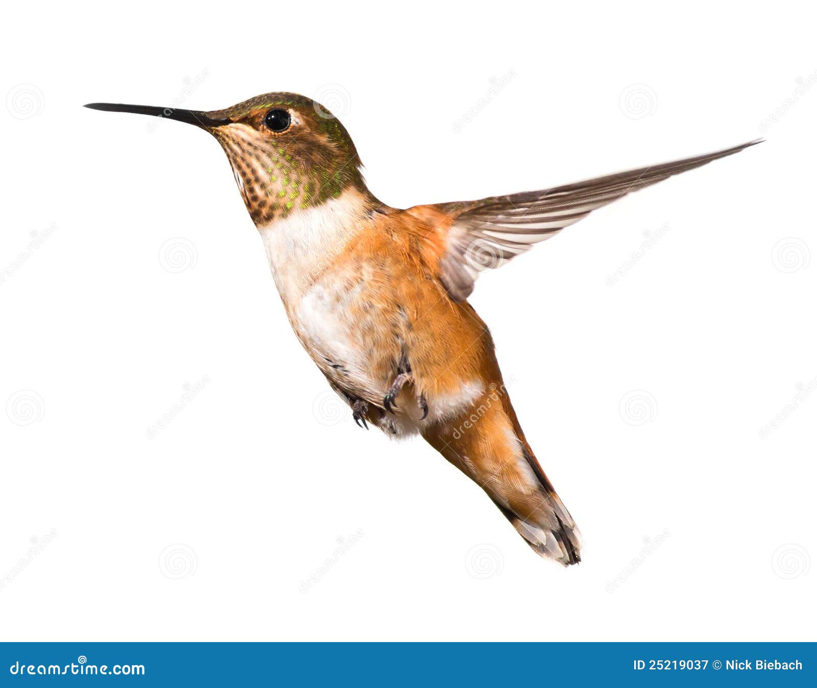 Colibrí hermoso en vuelo imagen de archivo. Imagen de pluma - 25219037