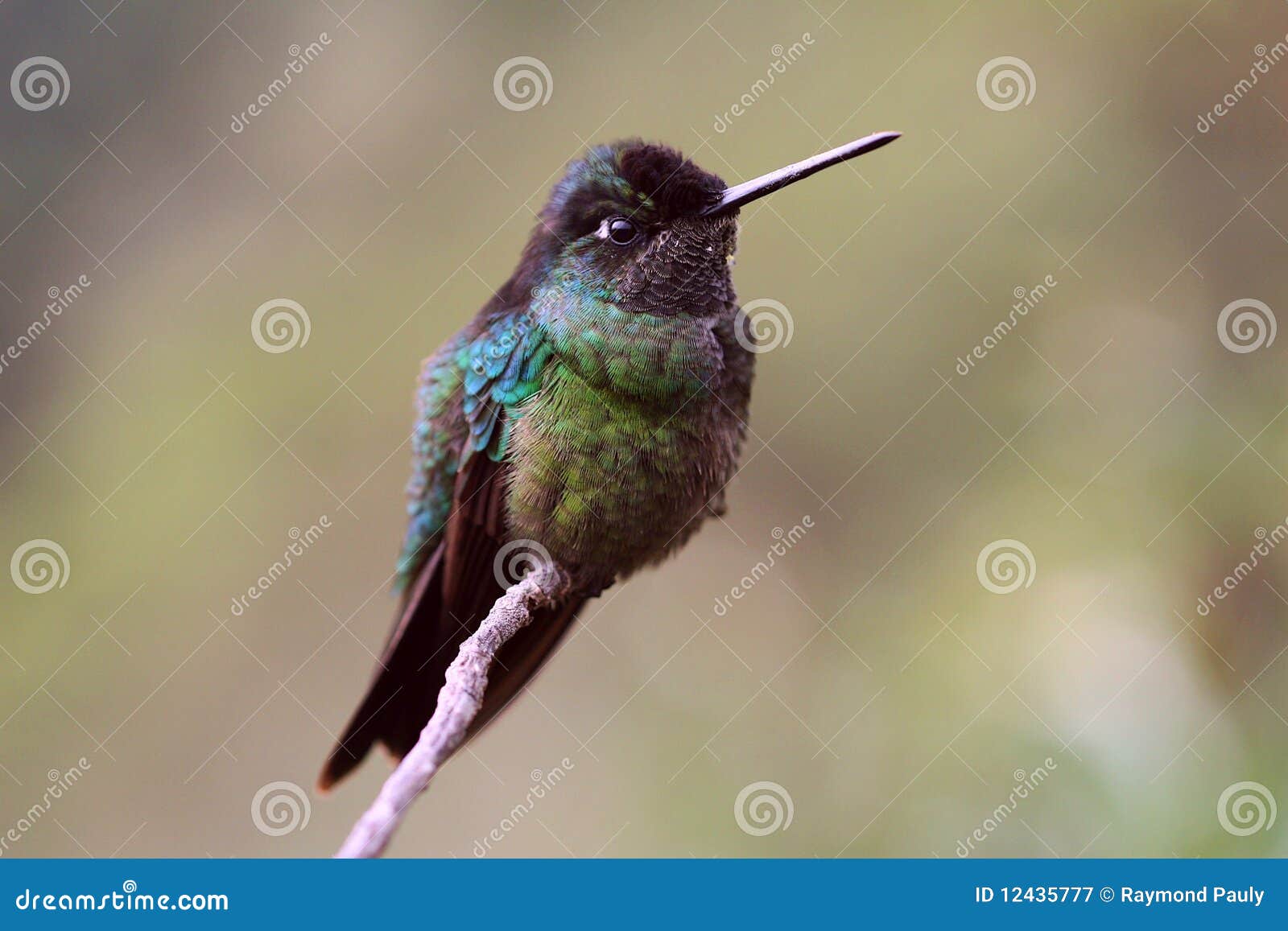 Colibrí magnífico imagen de archivo. Imagen de bosque - 12435777