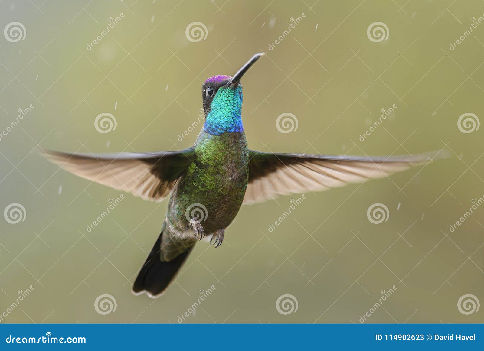 Colibrí Magnífico - Fulgens De Eugenes Imagen de archivo - Imagen de ...