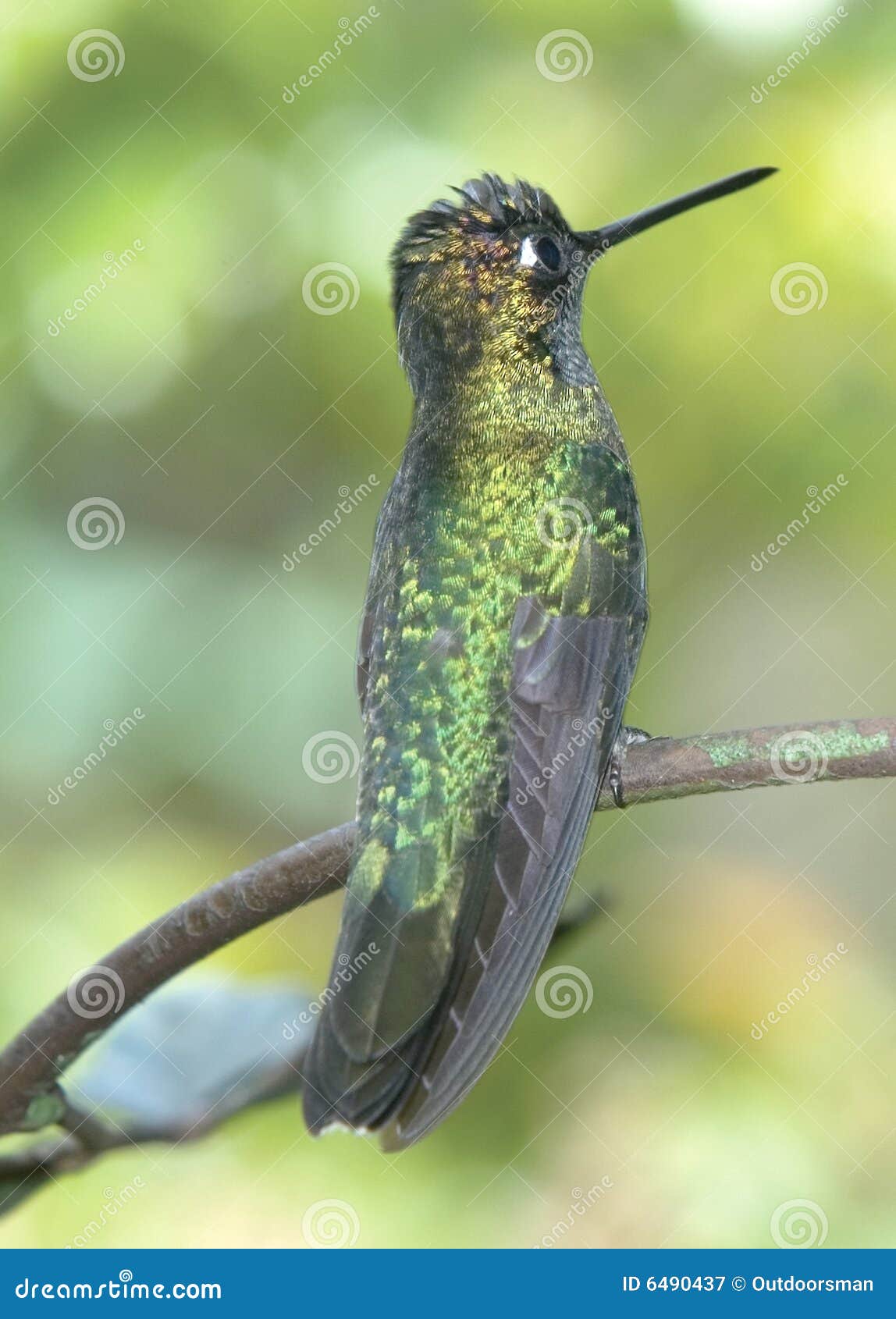 Colibrí Magnífico (fulgens De Los Eugenes) Imagen de archivo - Imagen ...