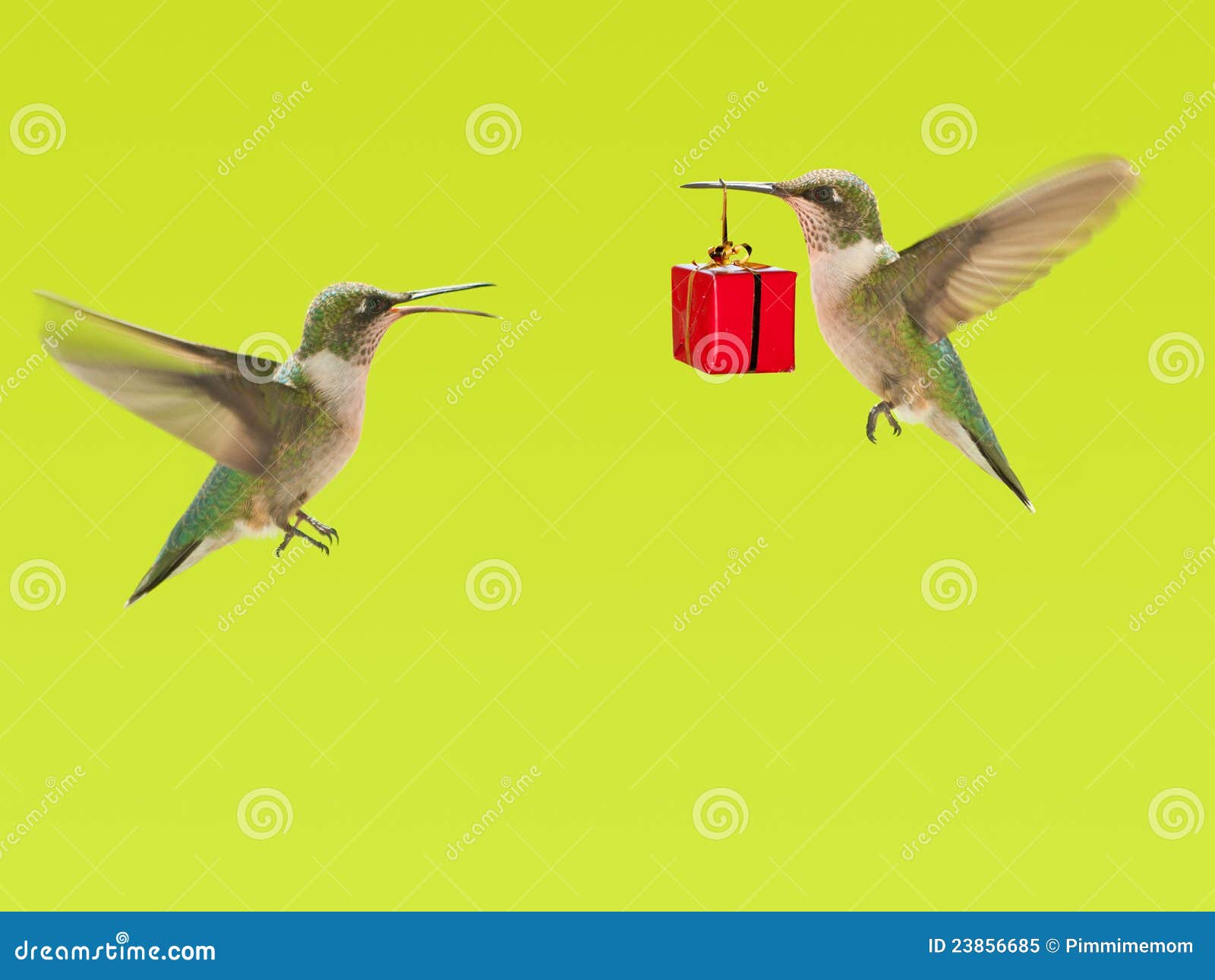 Colibrí Que Lleva Un Regalo a Otro Imagen de archivo - Imagen de vuelo ...