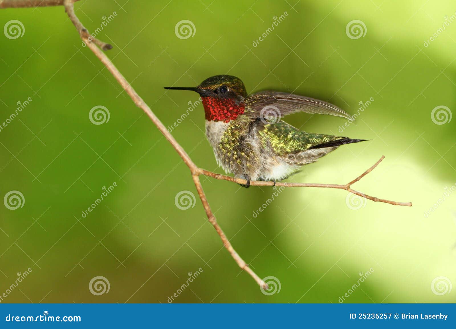 Colibrí Rubí-throated imagen de archivo. Imagen de pico - 25236257
