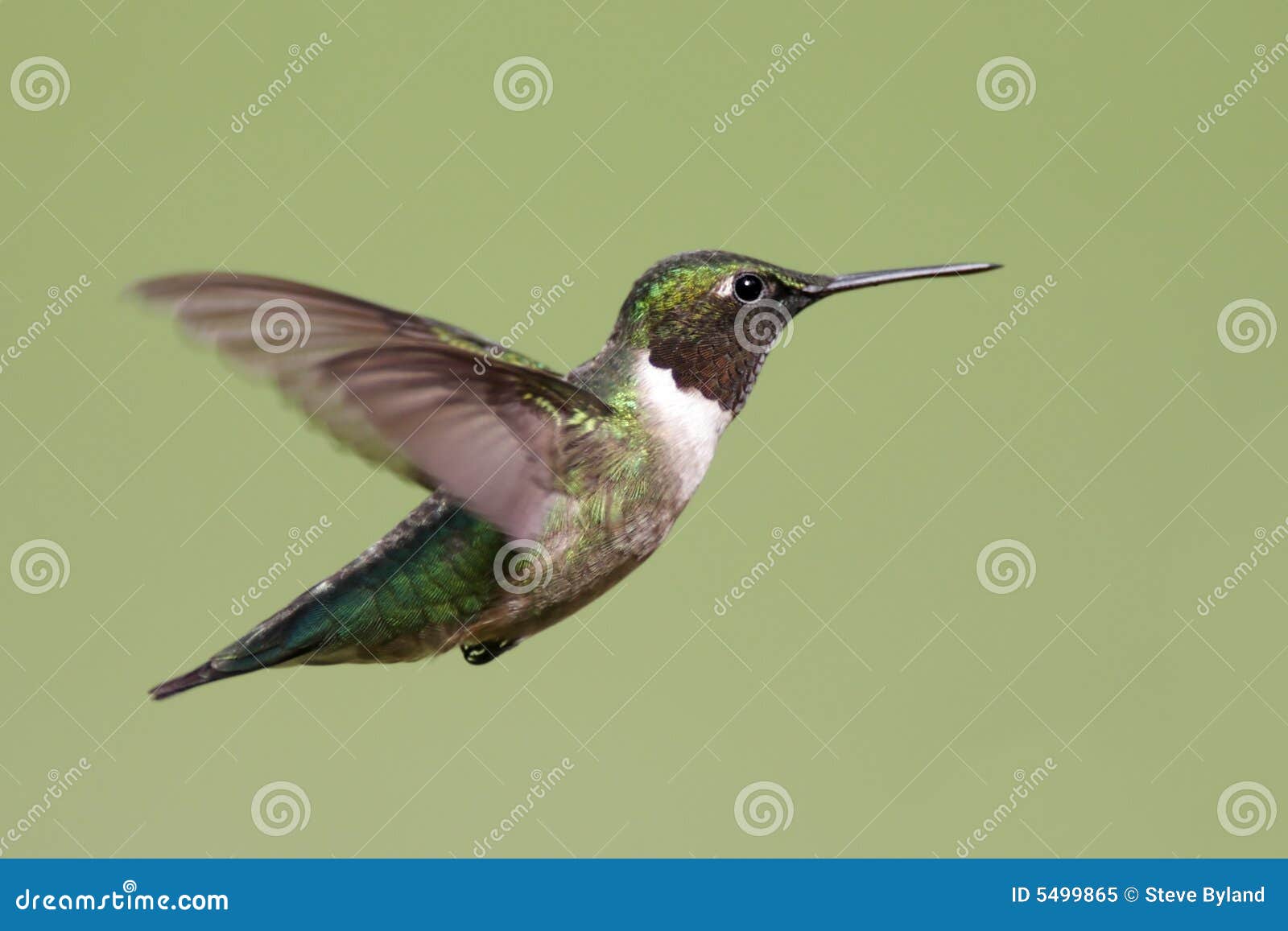 Colibrí Rubí-throated imagen de archivo. Imagen de mosca - 5499865