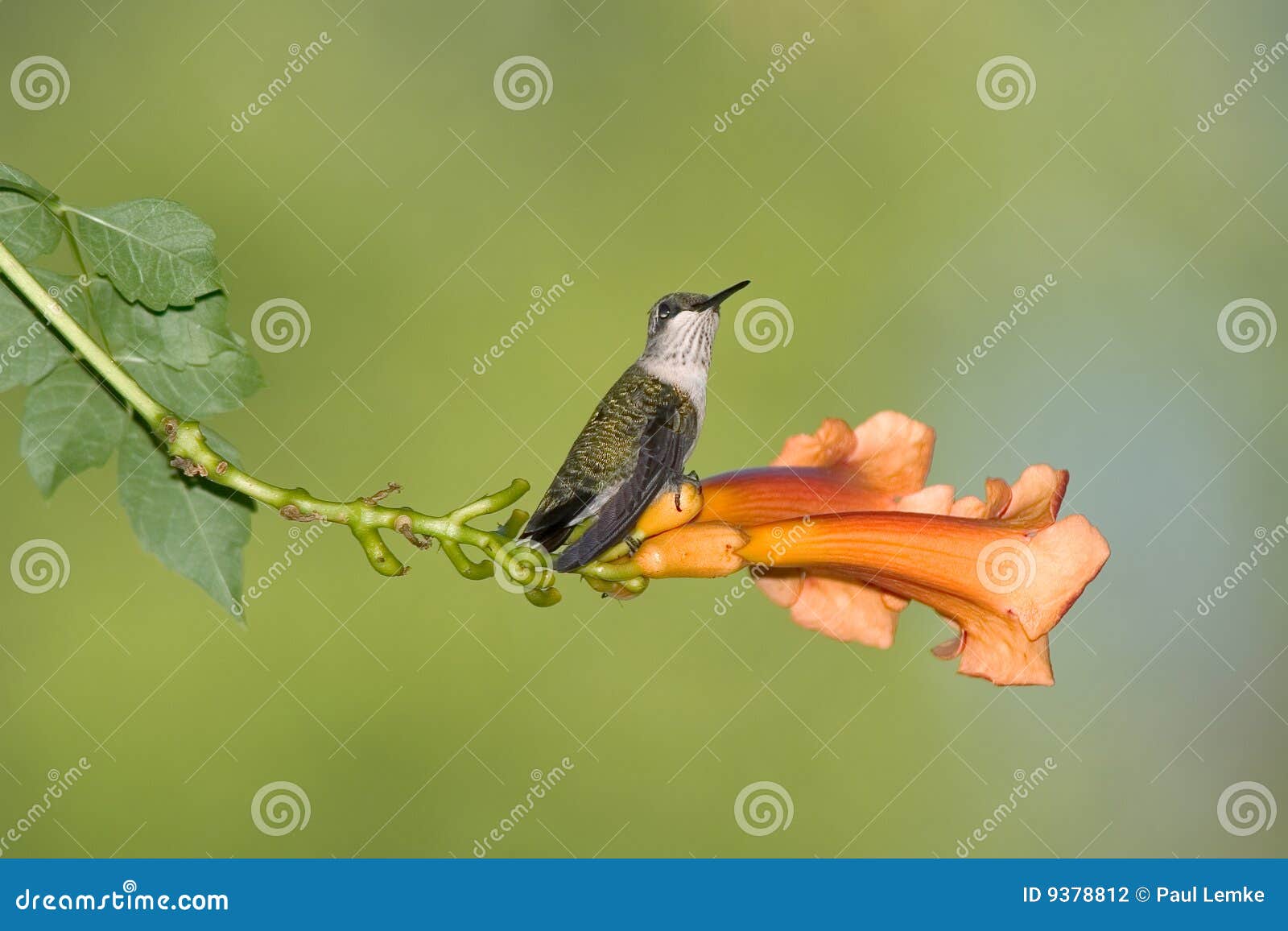 Colibrí Rubí-Throated foto de archivo. Imagen de encarnado - 9378812