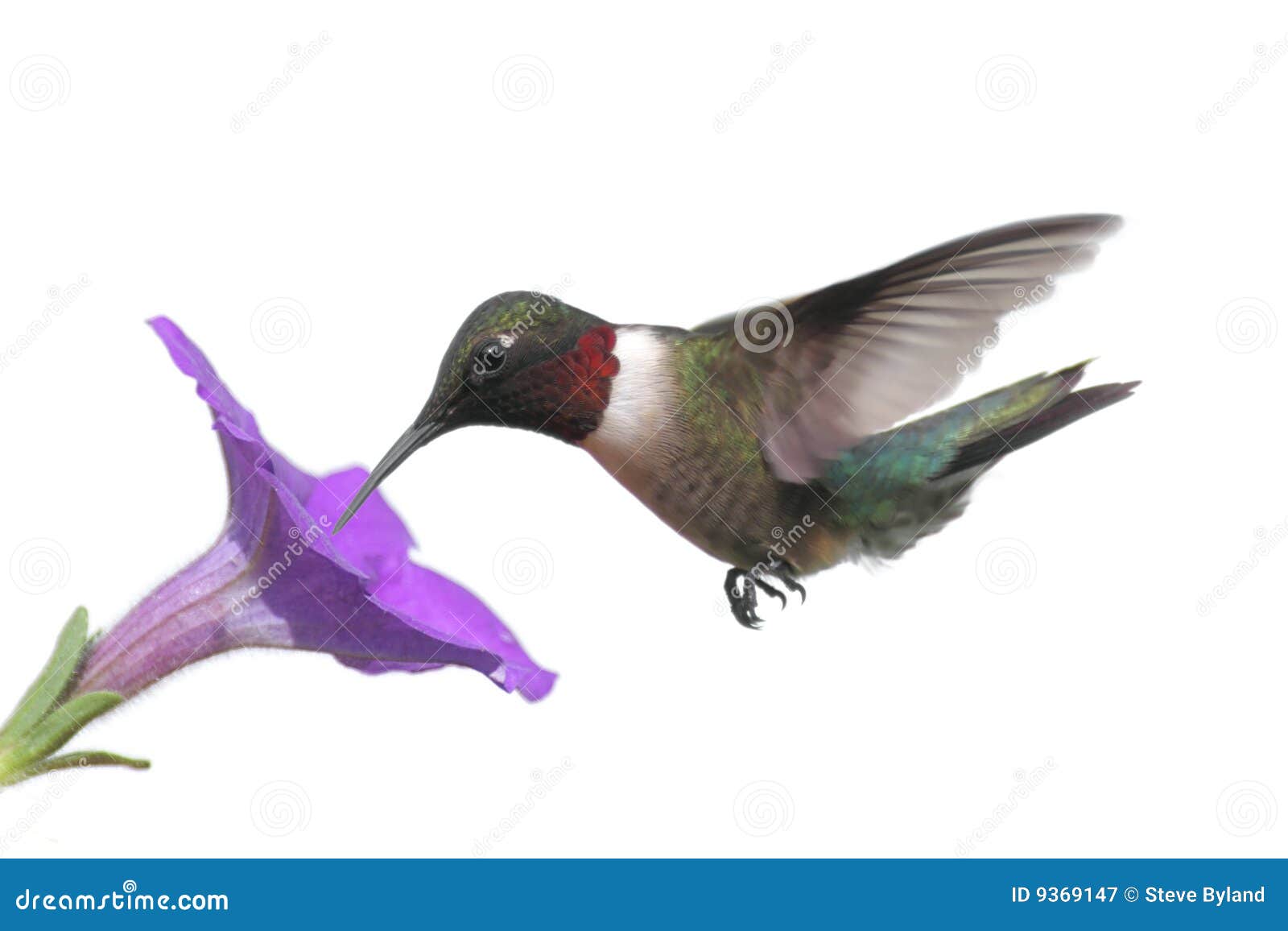 Colibrí Rubí-throated Aislado Imagen de archivo - Imagen de mosca ...