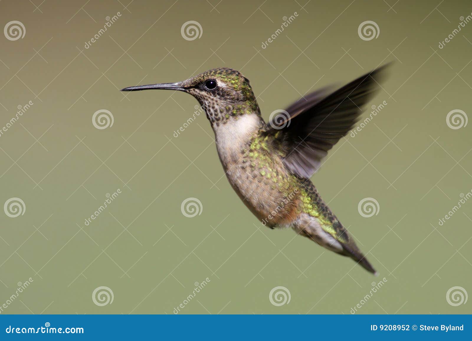 Colibrí Rubí-throated Juvenil Foto de archivo - Imagen de animal, aviar ...