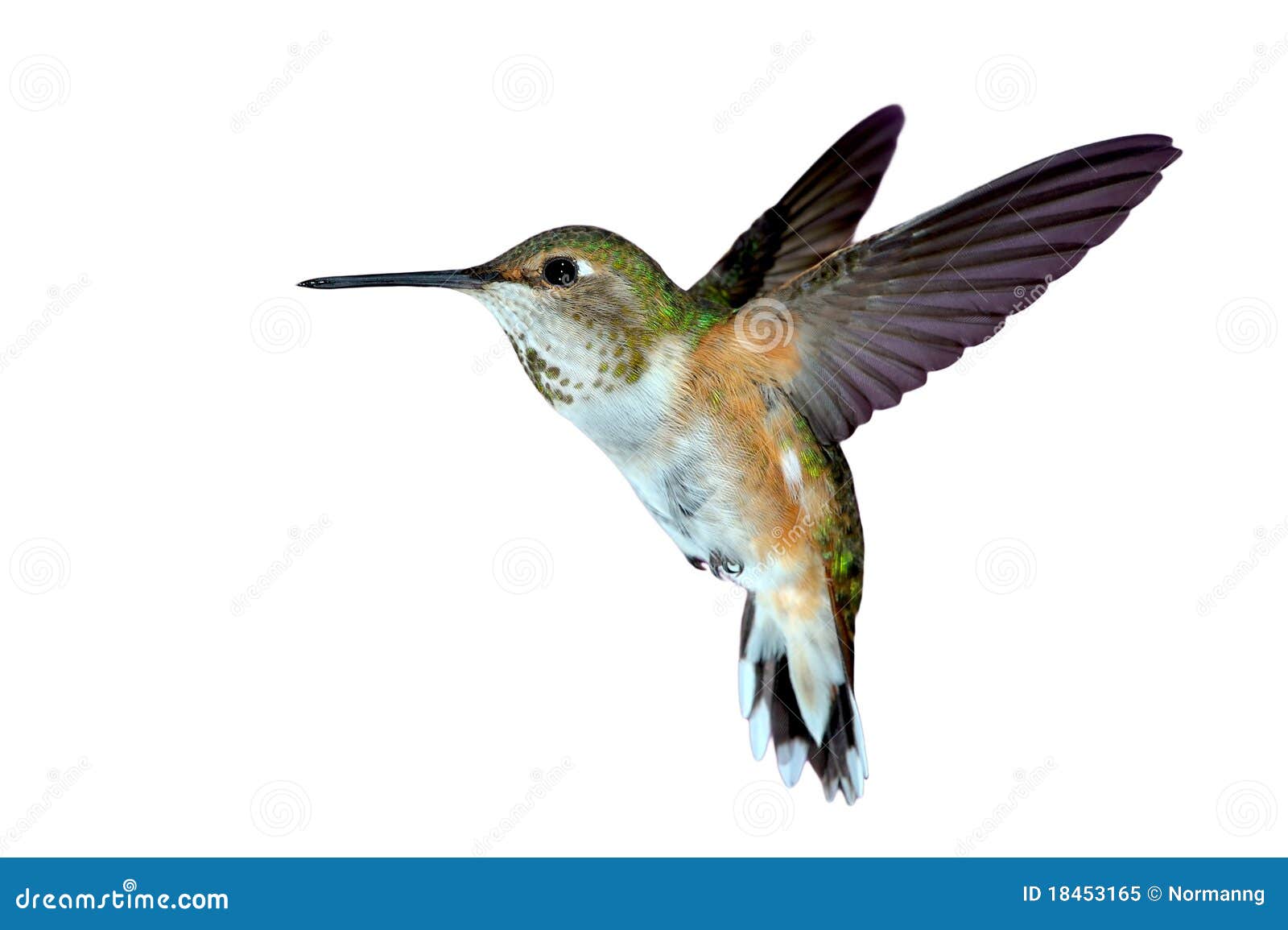 Colibrí rufo femenino imagen de archivo. Imagen de verde - 18453165