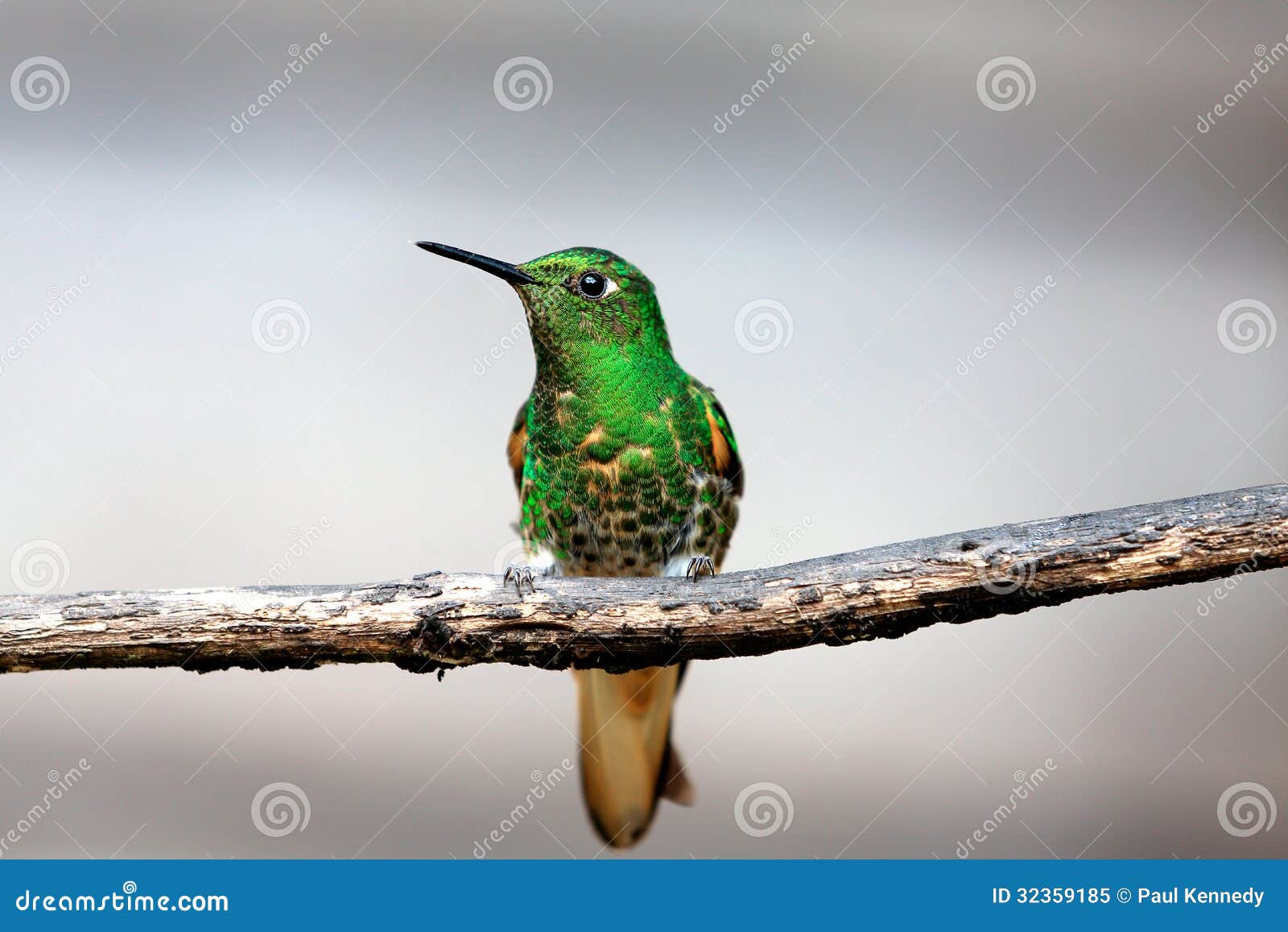 Colibrí verde brillante imagen de archivo. Imagen de brillante - 32359185