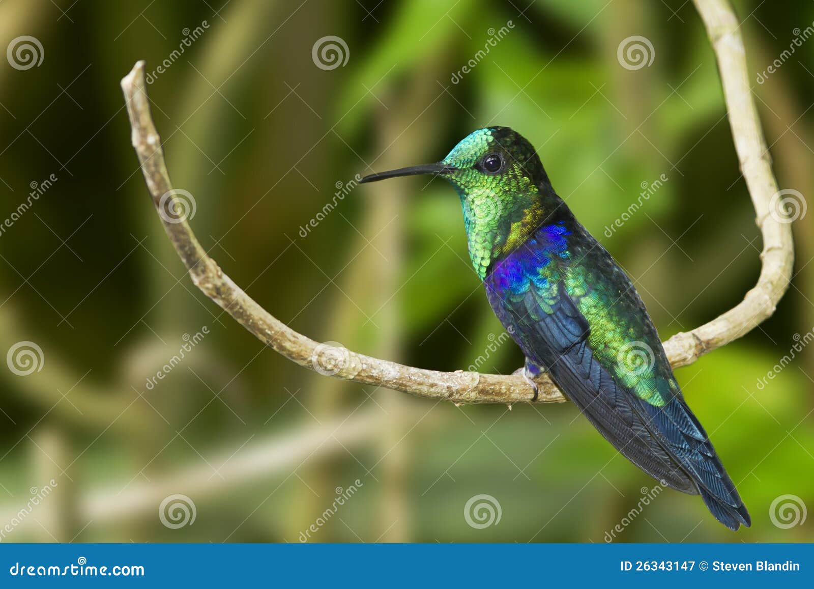 Colibrí Verde-coronado De Woodnymph Imagen de archivo - Imagen de cubo ...