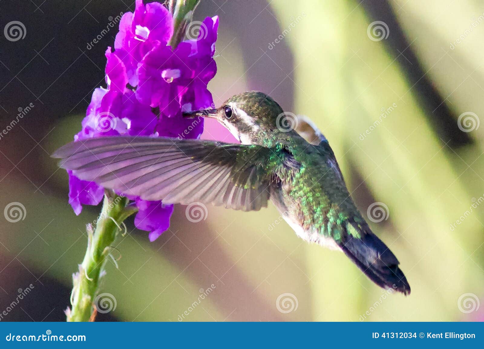 Colibrí verde en la flor foto de archivo. Imagen de cubo - 41312034