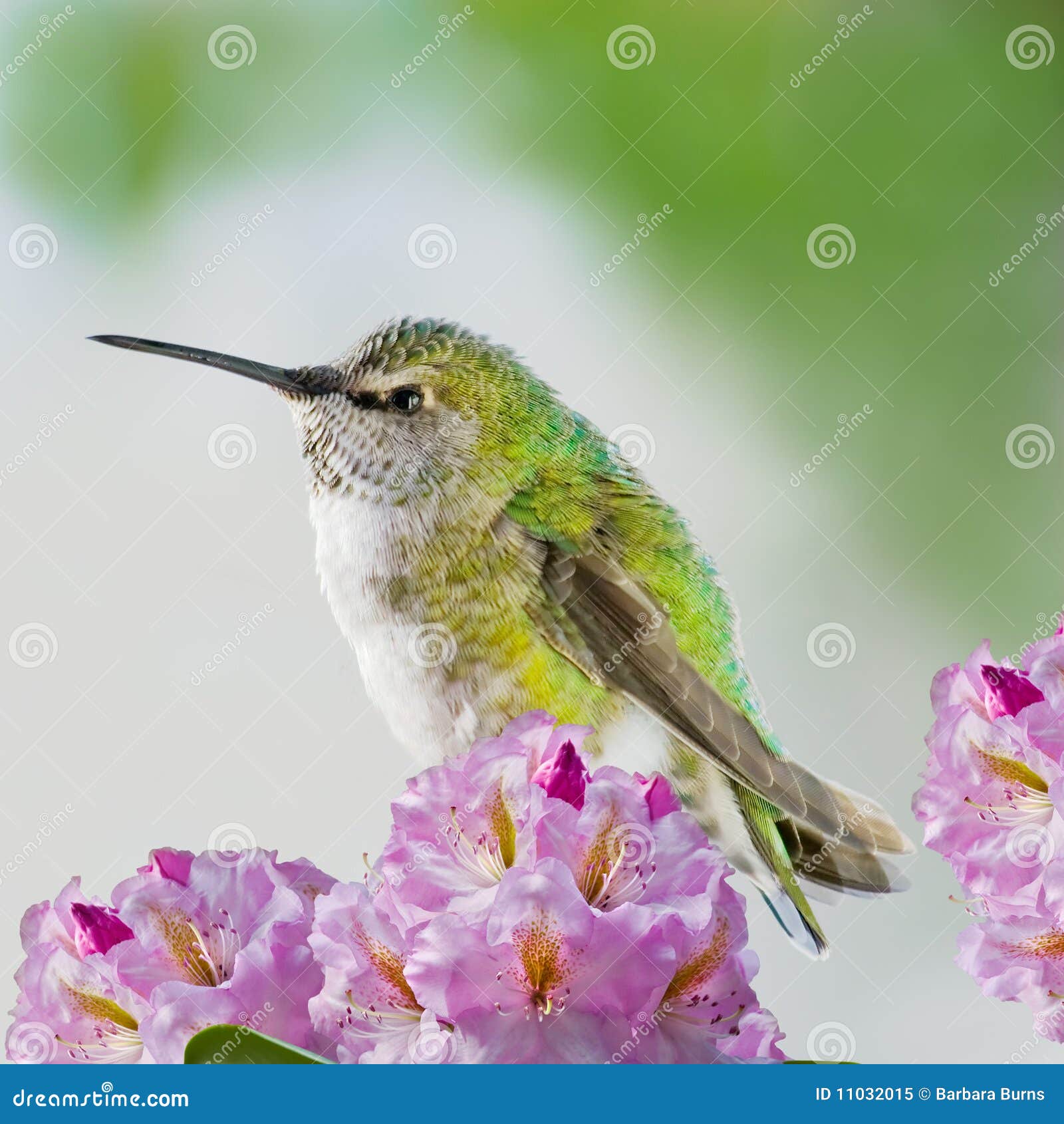 Colibrí y flores imagen de archivo. Imagen de joven, flores - 11032015