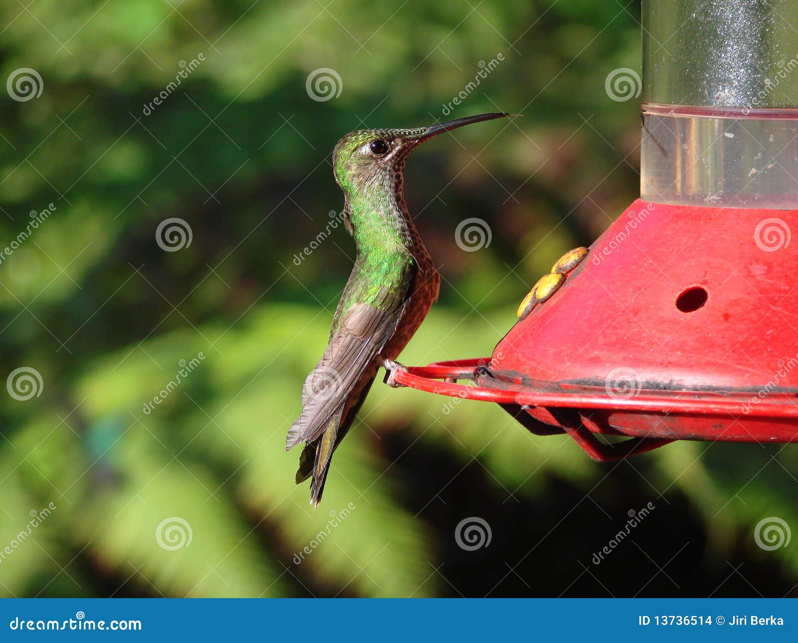 Colibri stock photo. Image of green, fast, feather, blurred - 13736514