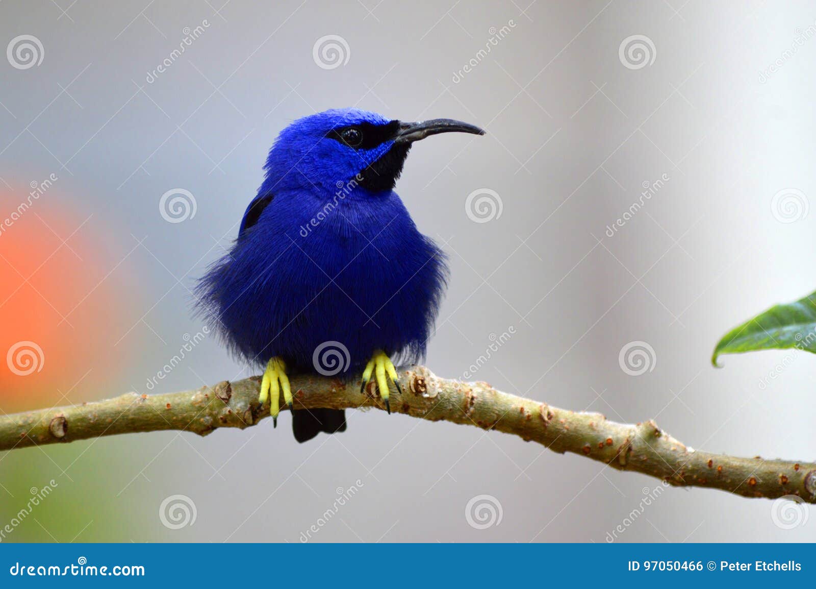 Colibri azul foto de stock. Imagem de wildlife, perfurado - 97050466