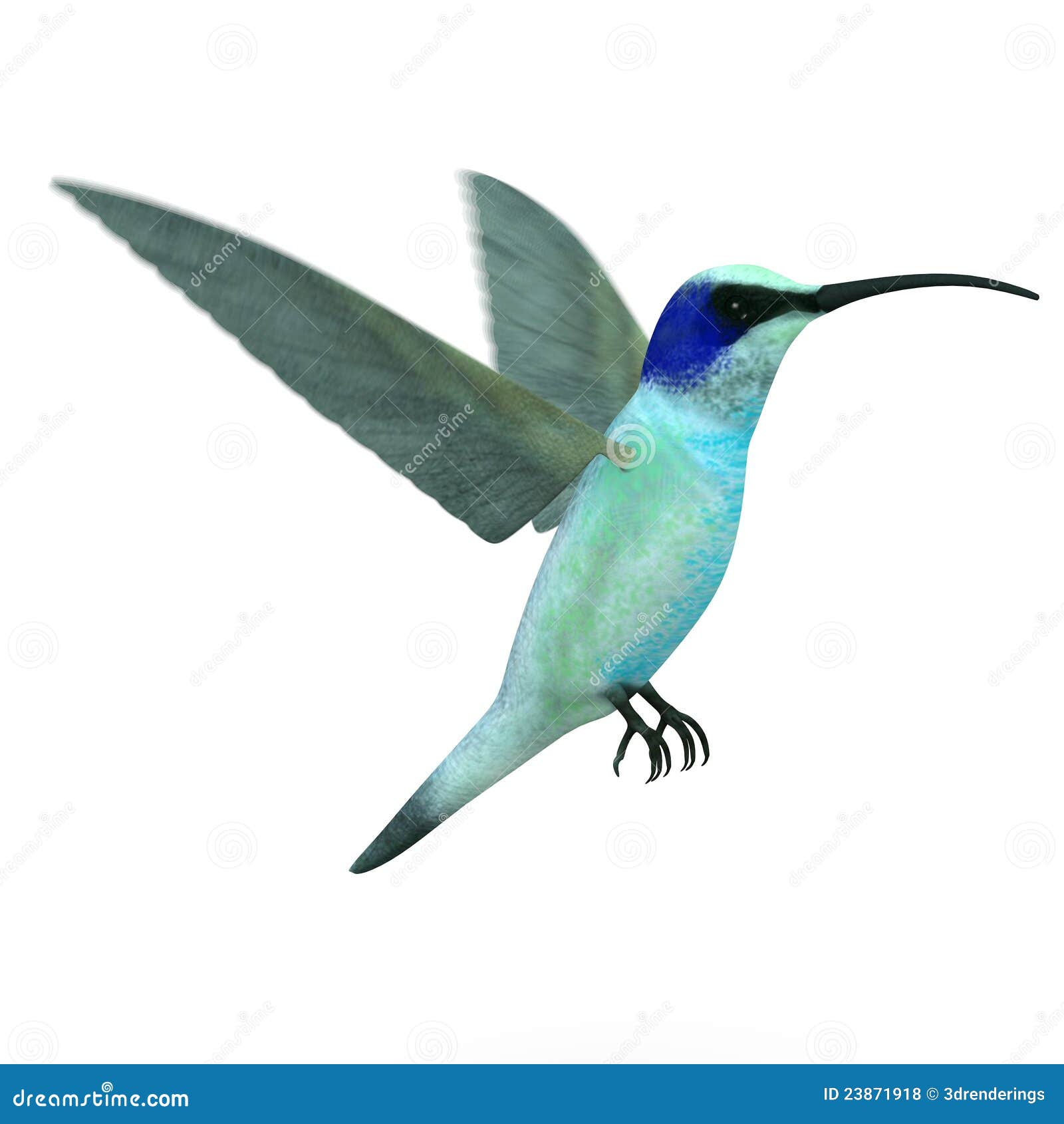 Colibri Bird Flying (blurred Wings) Stock Illustration - Illustration ...