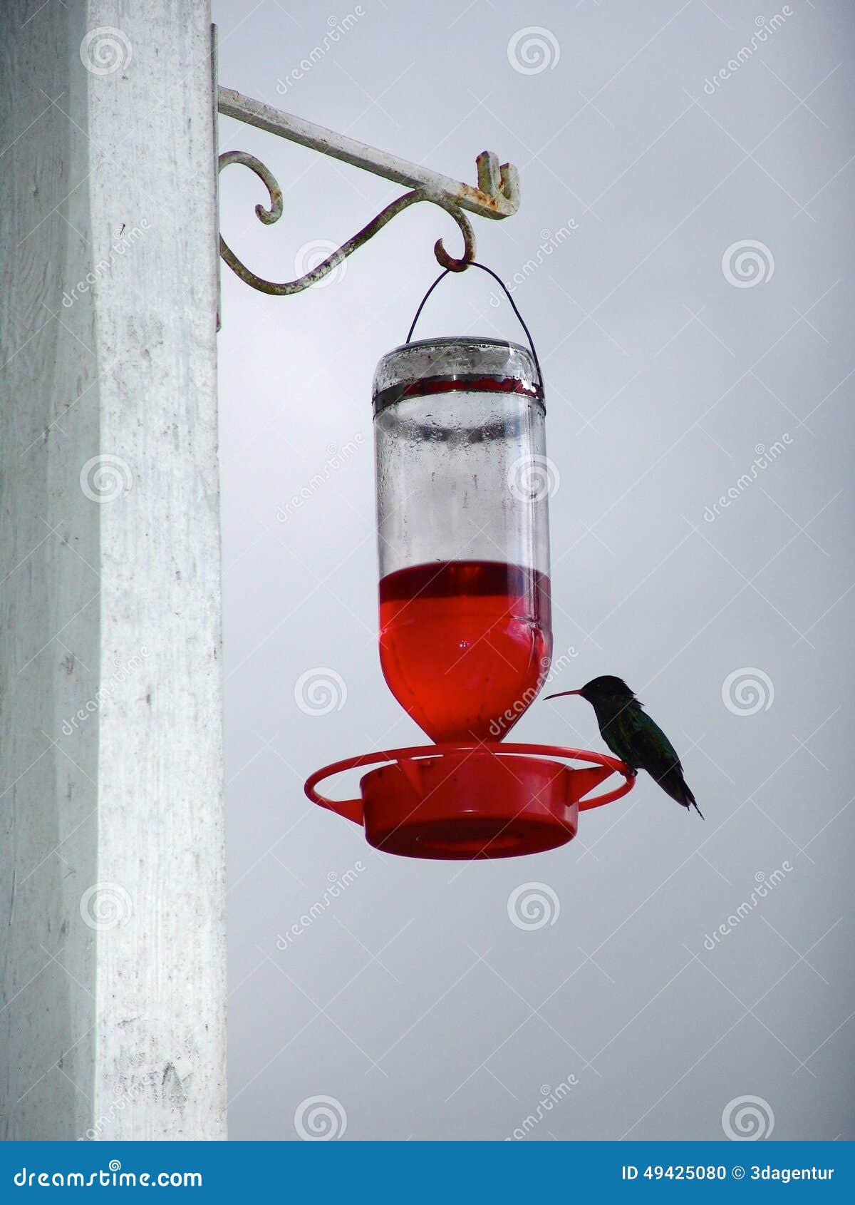 Colibri bird jamaica small stock photo. Image of avian - 49425080