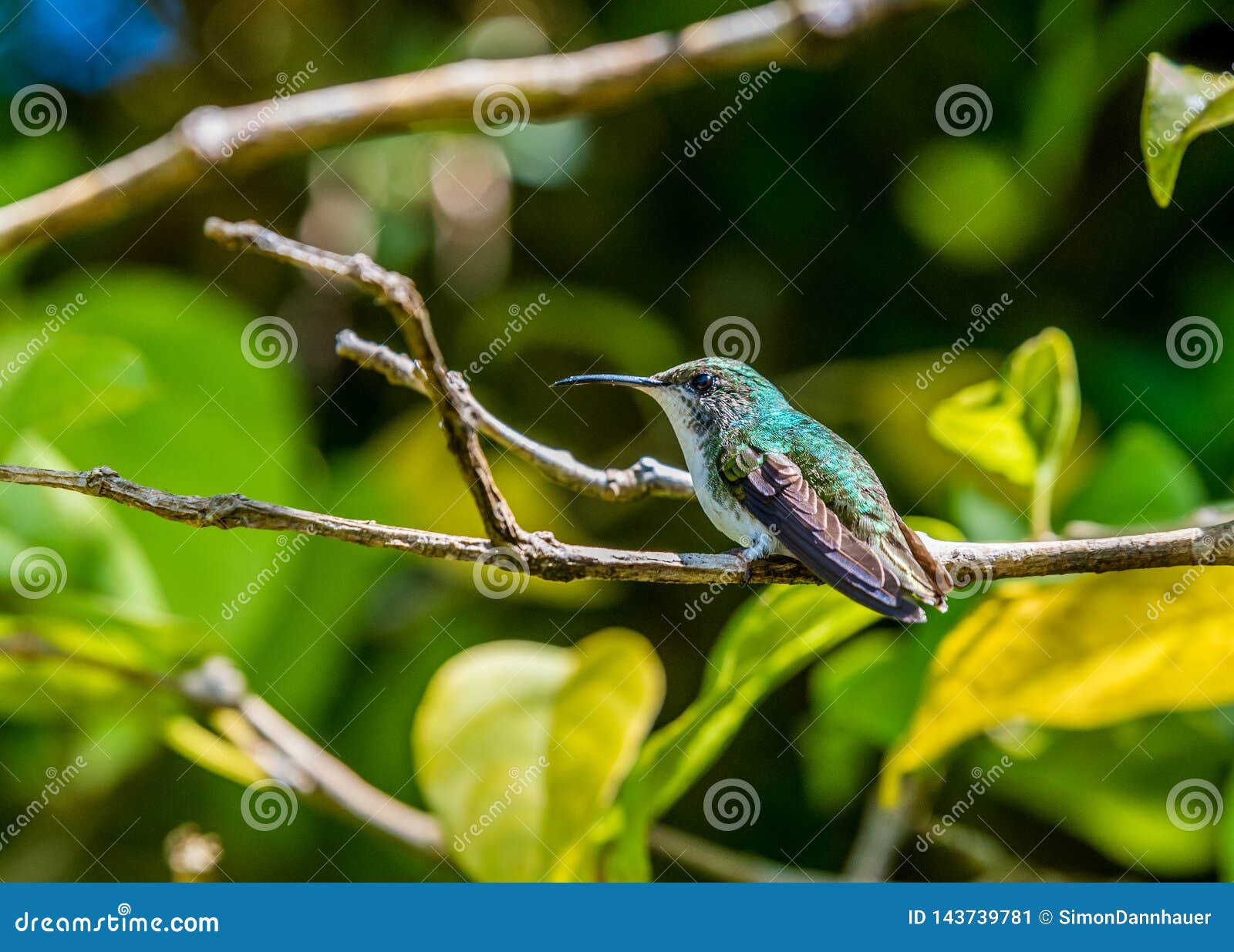 Colibri Bonito Com Cores De Surpresa Imagem de Stock - Imagem de néctar ...