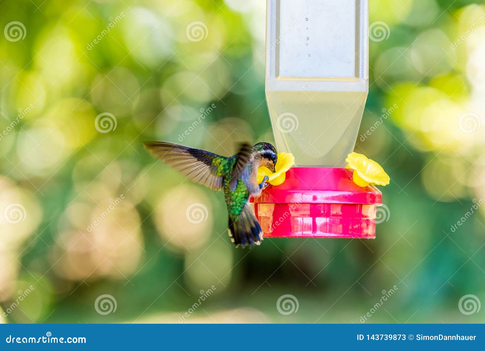 Colibri Bonito Com Cores De Surpresa Imagem de Stock - Imagem de azul ...