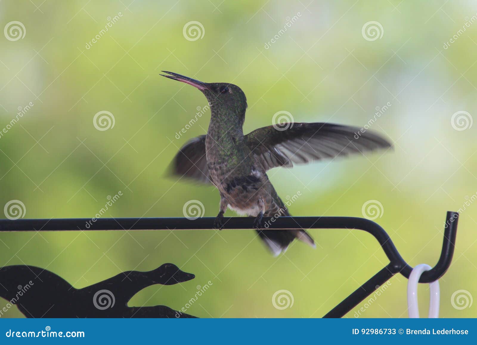 Colibri Costa Rica imagem de stock. Imagem de pena, fome - 92986733