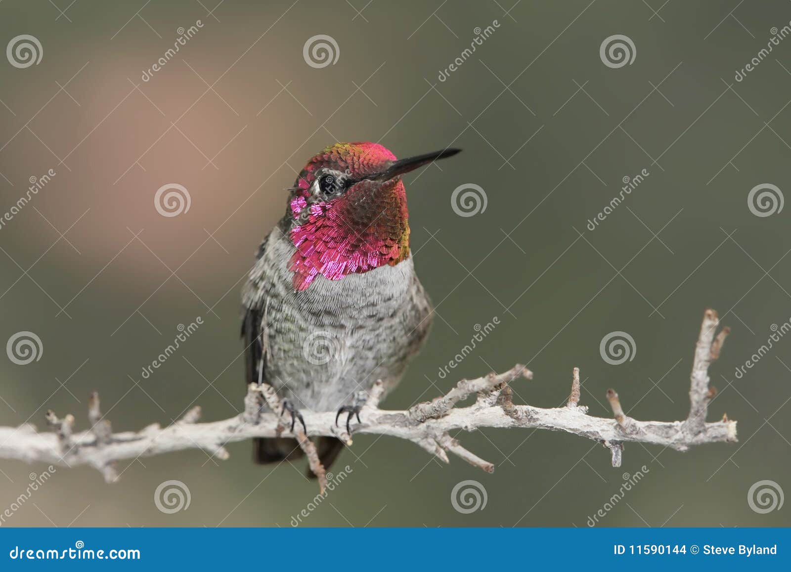 Colibri De Annas (Calypte Anna) Foto de Stock - Imagem de selvagem ...