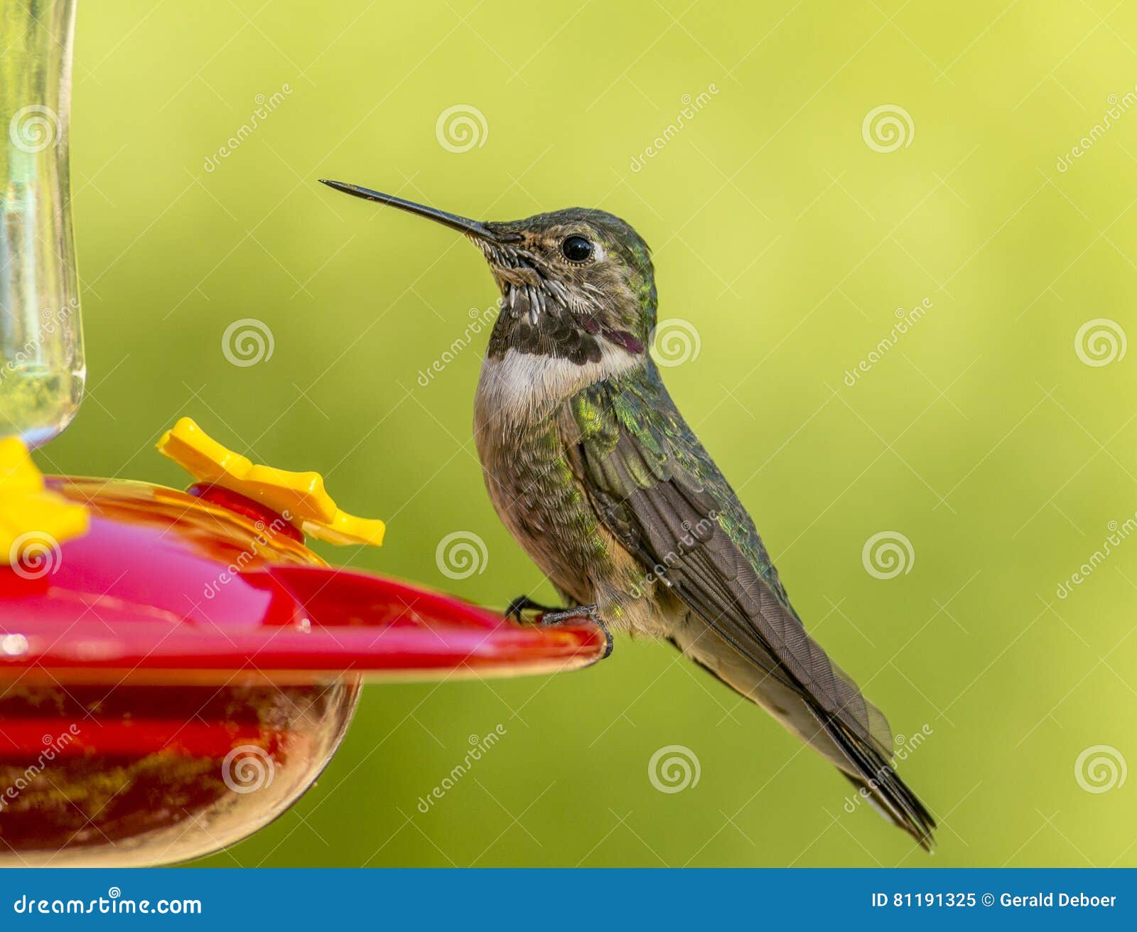 Colibri do ` s de Anna imagem de stock. Imagem de mola - 81191325