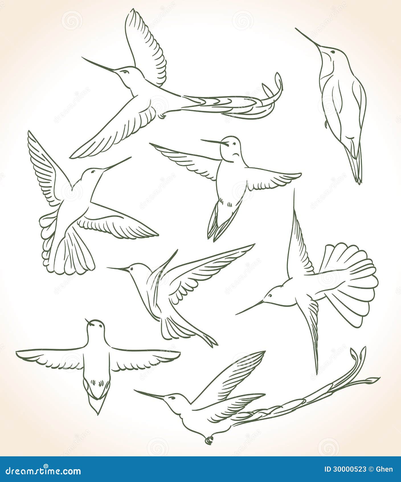 Colibri Drawing Vector Illustration | CartoonDealer.com #30000506