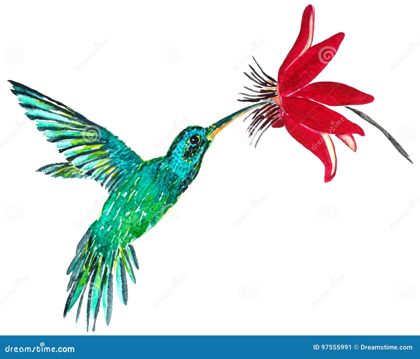 Colibri Stock Illustrations – 2,979 Colibri Stock Illustrations ...