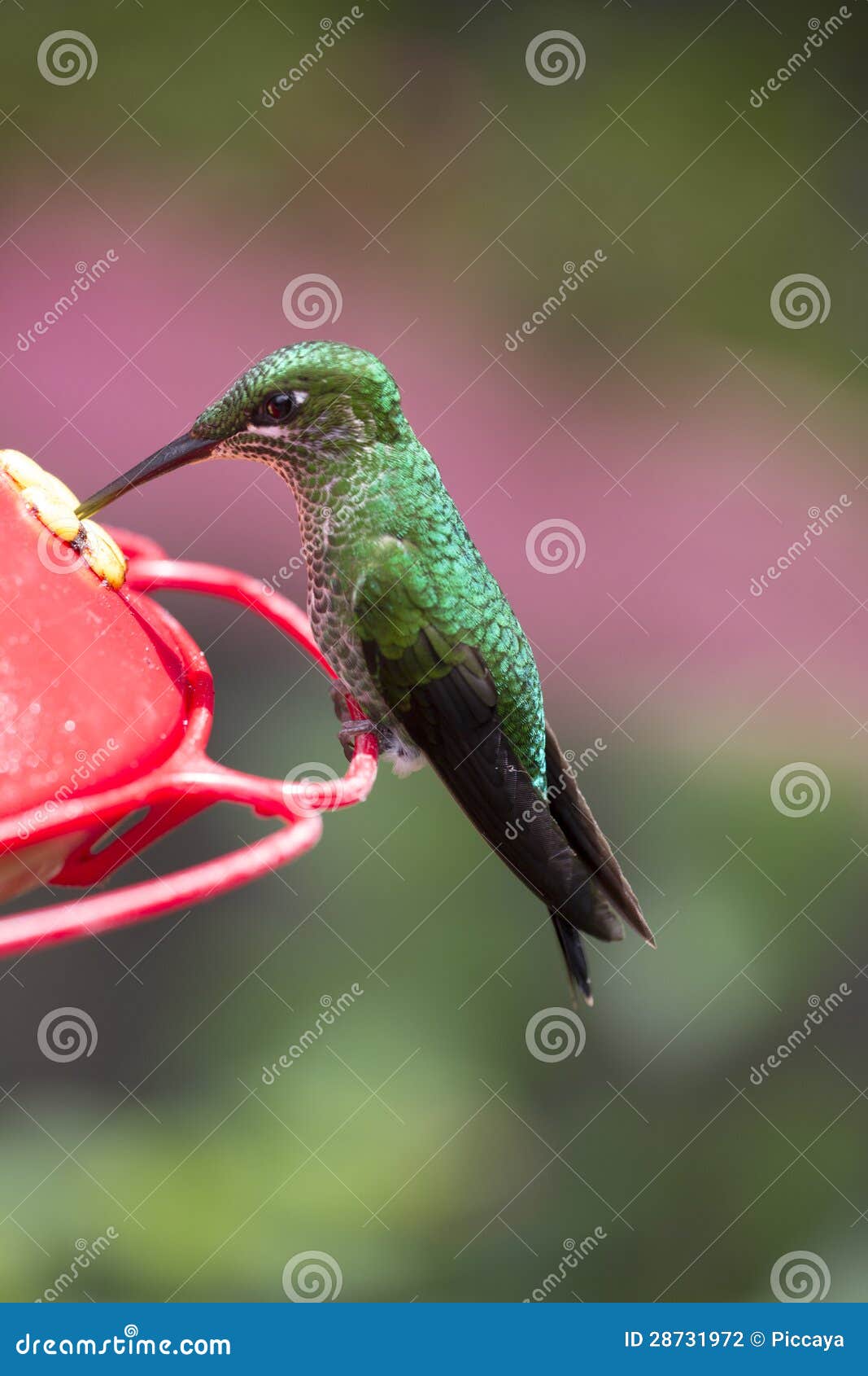 Colibri em Costa Rica foto de stock. Imagem de wildlife - 28731972
