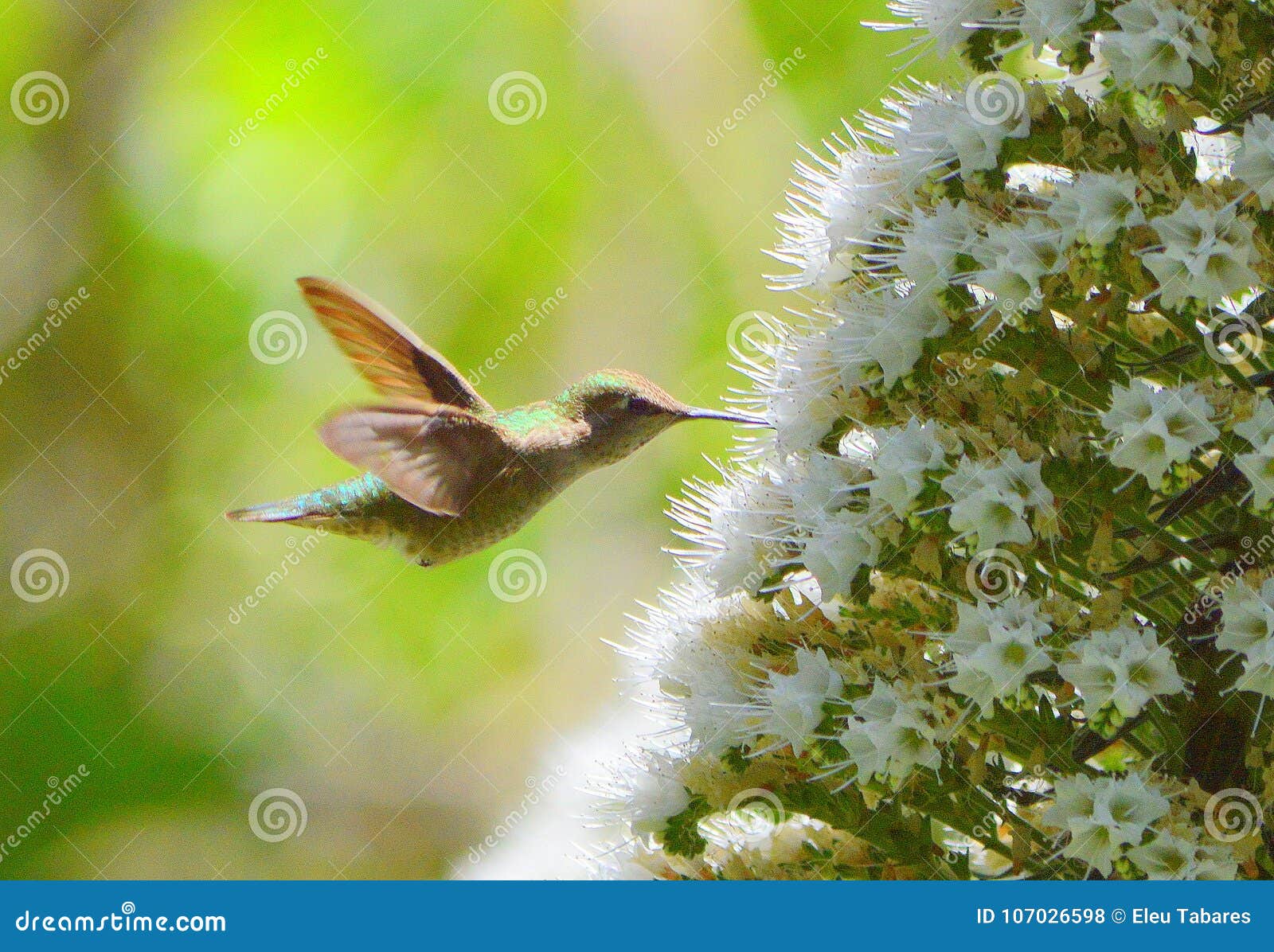 Colibri em uma flor branca foto de stock. Imagem de vôo - 107026598