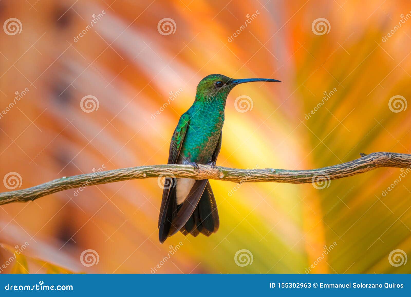 Caption of Flying Green Hummingbird Stock Image - Image of colorful ...