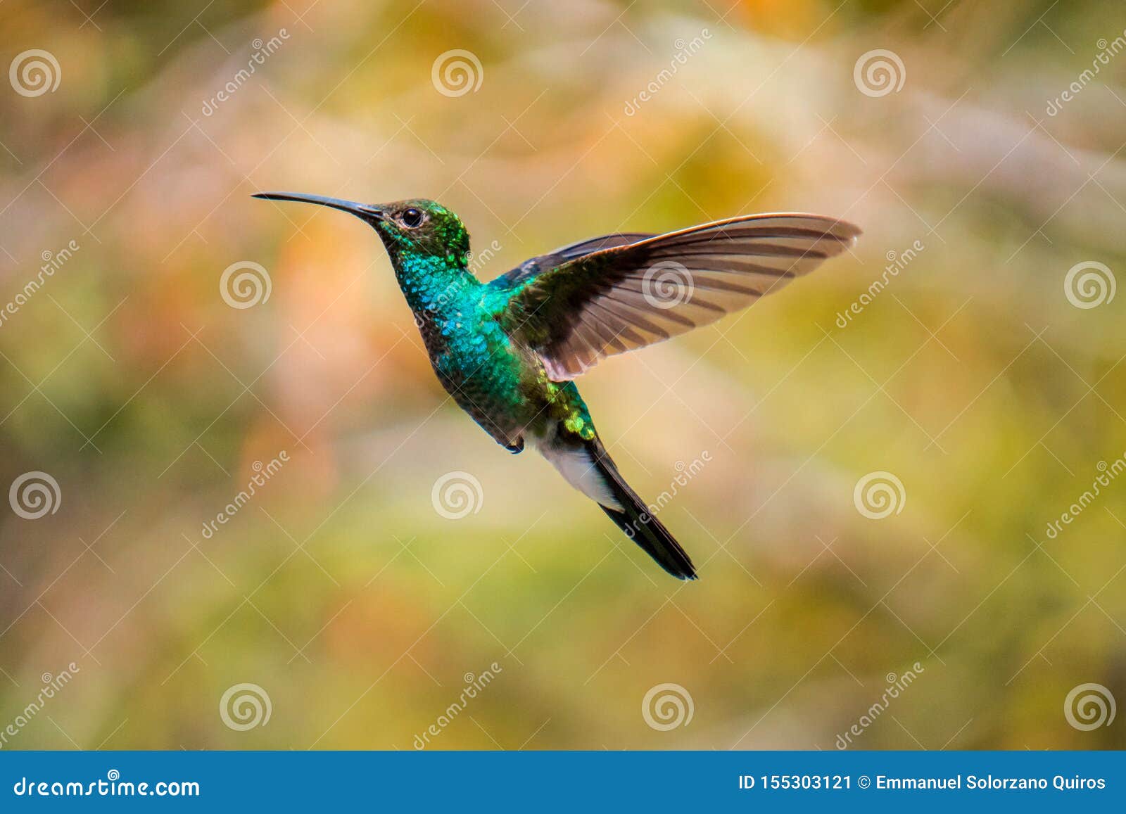Caption of Flying Green Hummingbird Stock Image - Image of caption ...