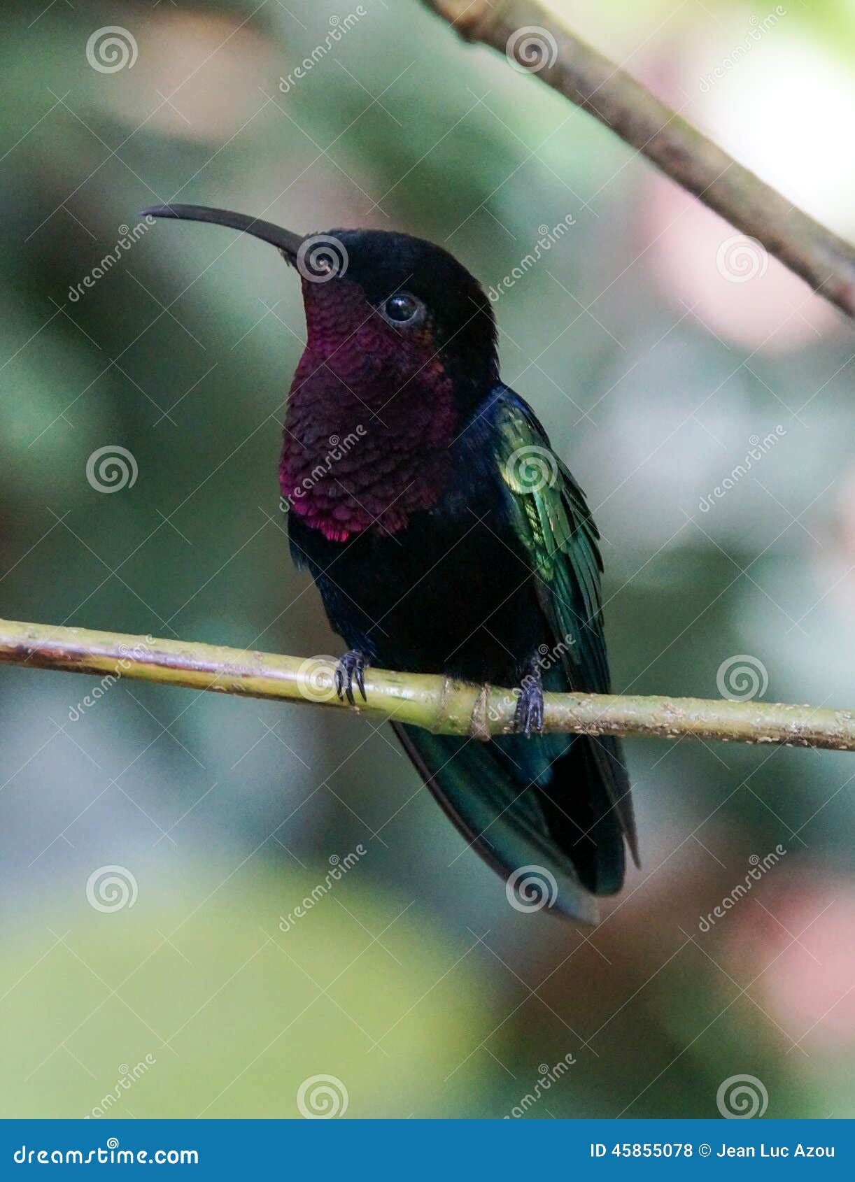 Colibri en Guadeloupe photo stock. Image du vert, france - 45855078