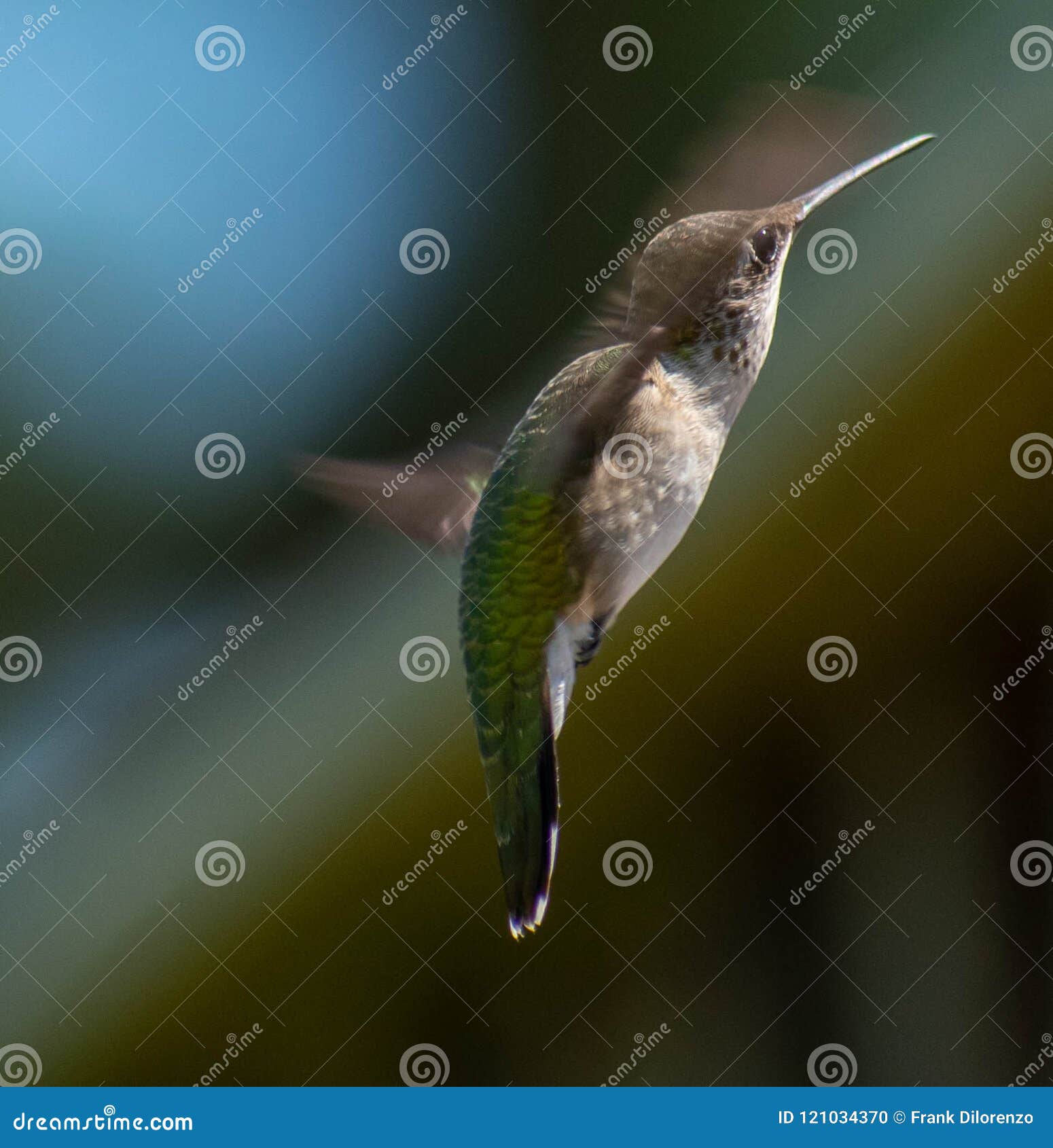 Colibri en vol photo stock. Image du vert, animal, bleu - 121034370