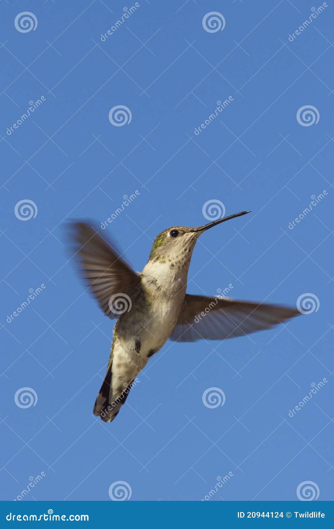 Colibri en vol photo stock. Image du mignon, conducteur - 20944124