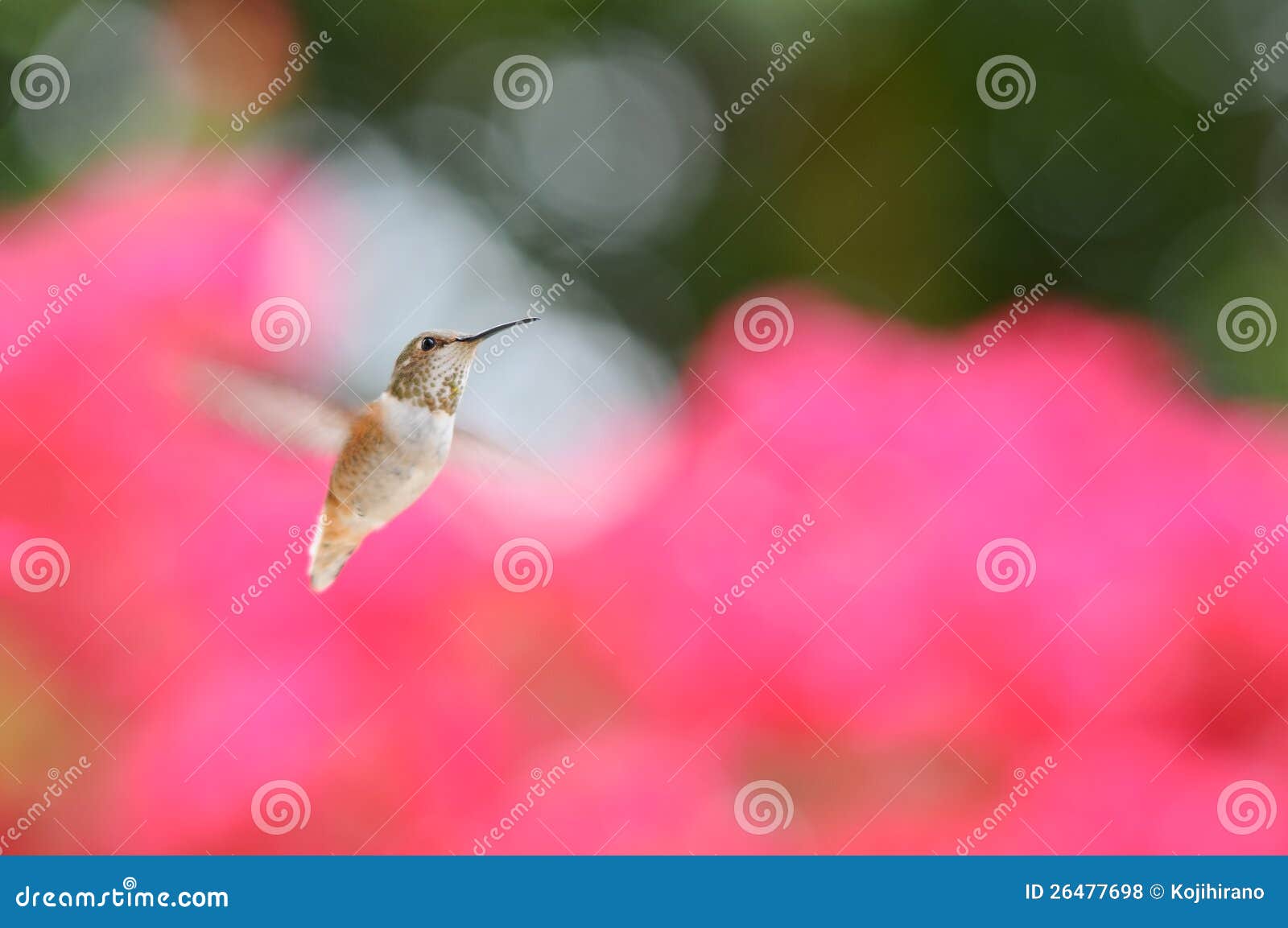 Colibri en vol photo stock. Image du bouganvillée, planer - 26477698