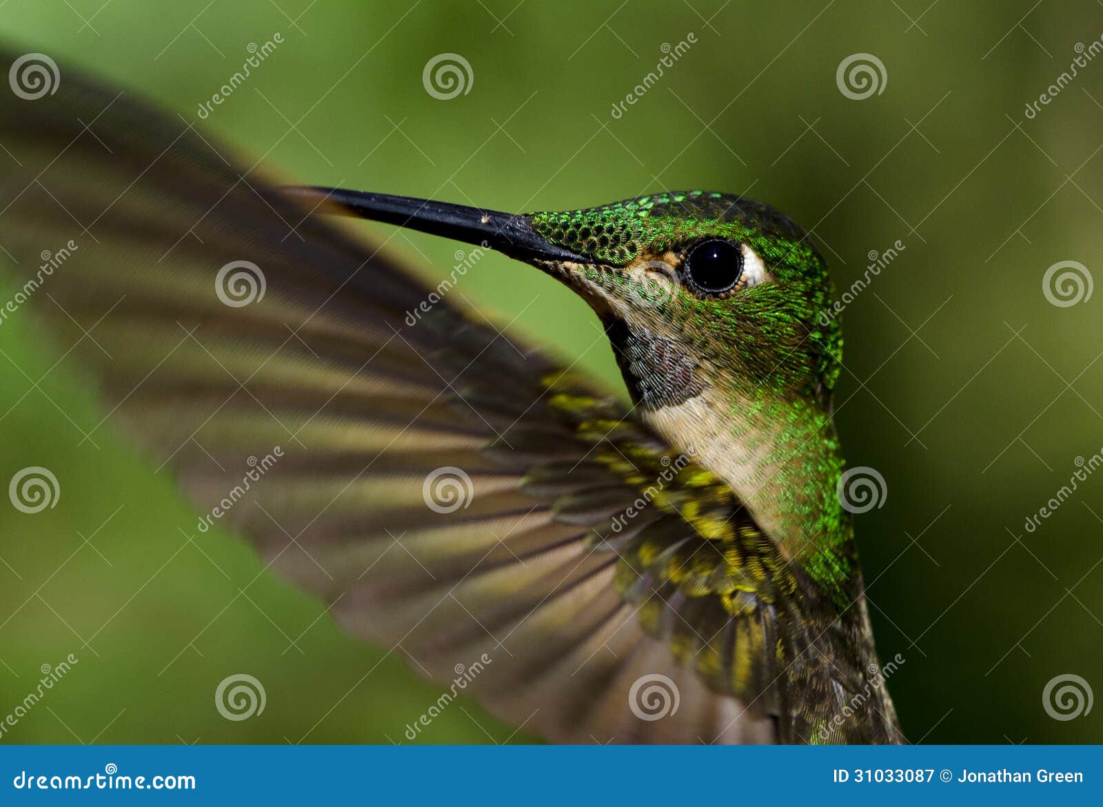 Colibri en vol image stock. Image du sucre, nature, andes - 31033087