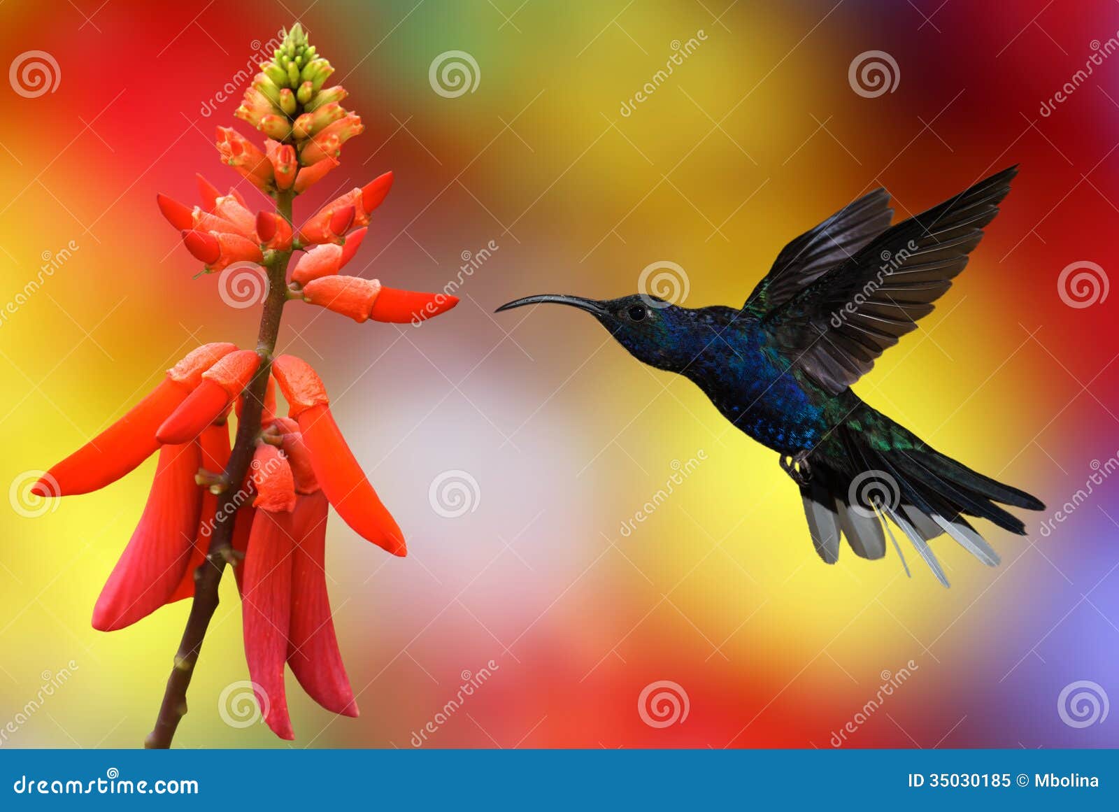 Colibri en vol image stock. Image du cache, fond, ornithologie - 35030185
