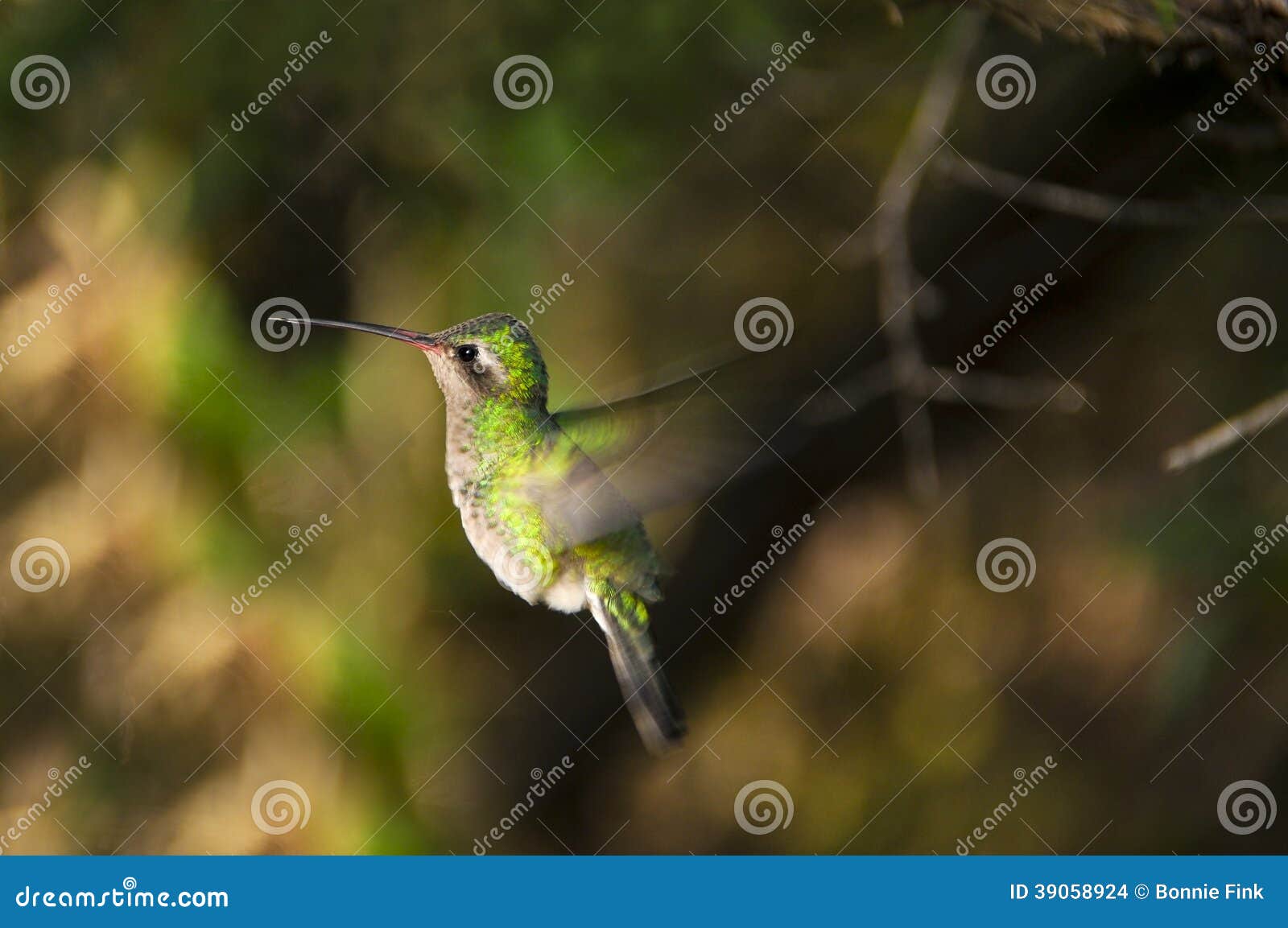 Colibri en vol photo stock. Image du pourpré, osciller - 39058924